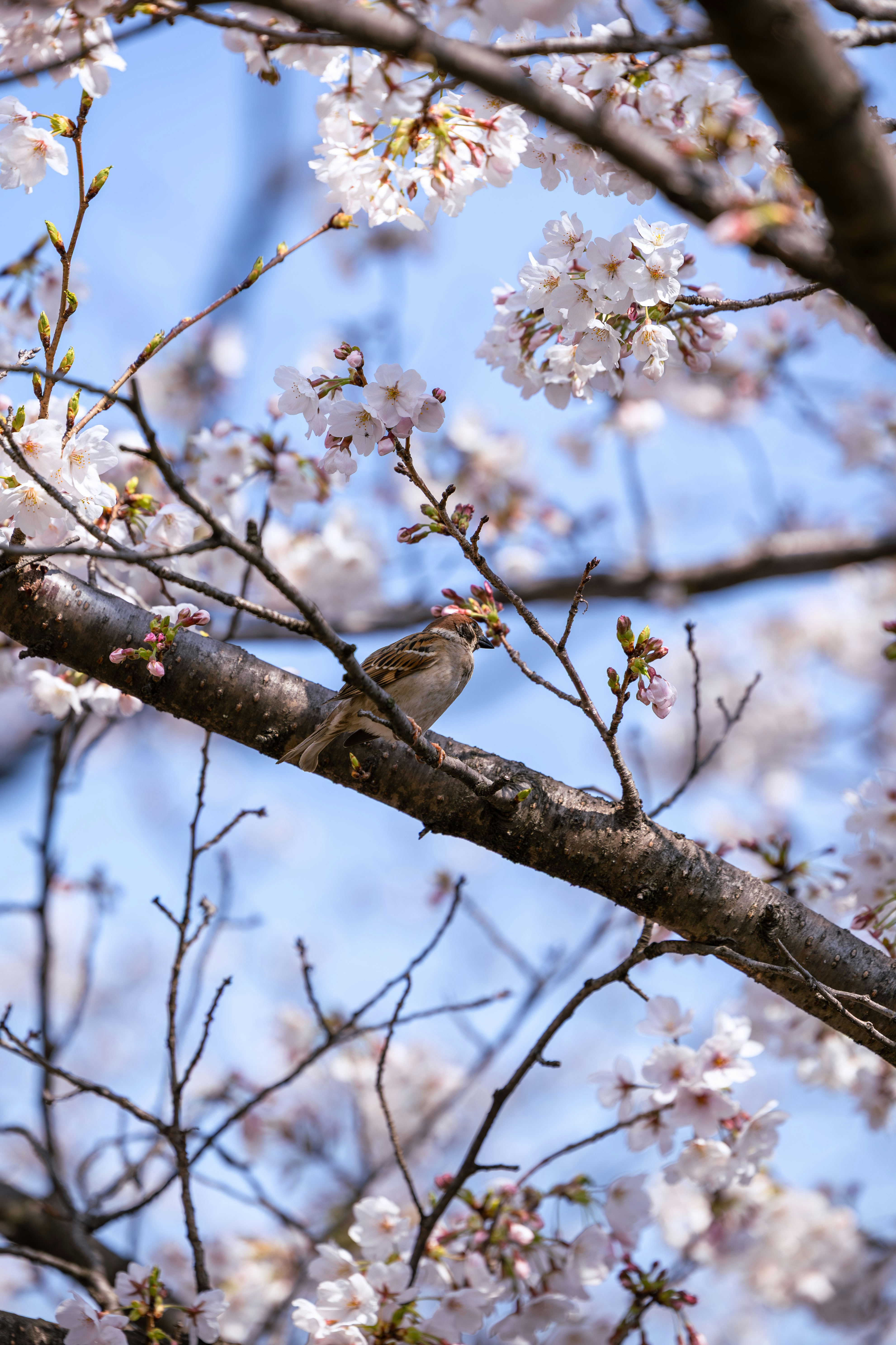 Blossom Branches with a Small Visitor