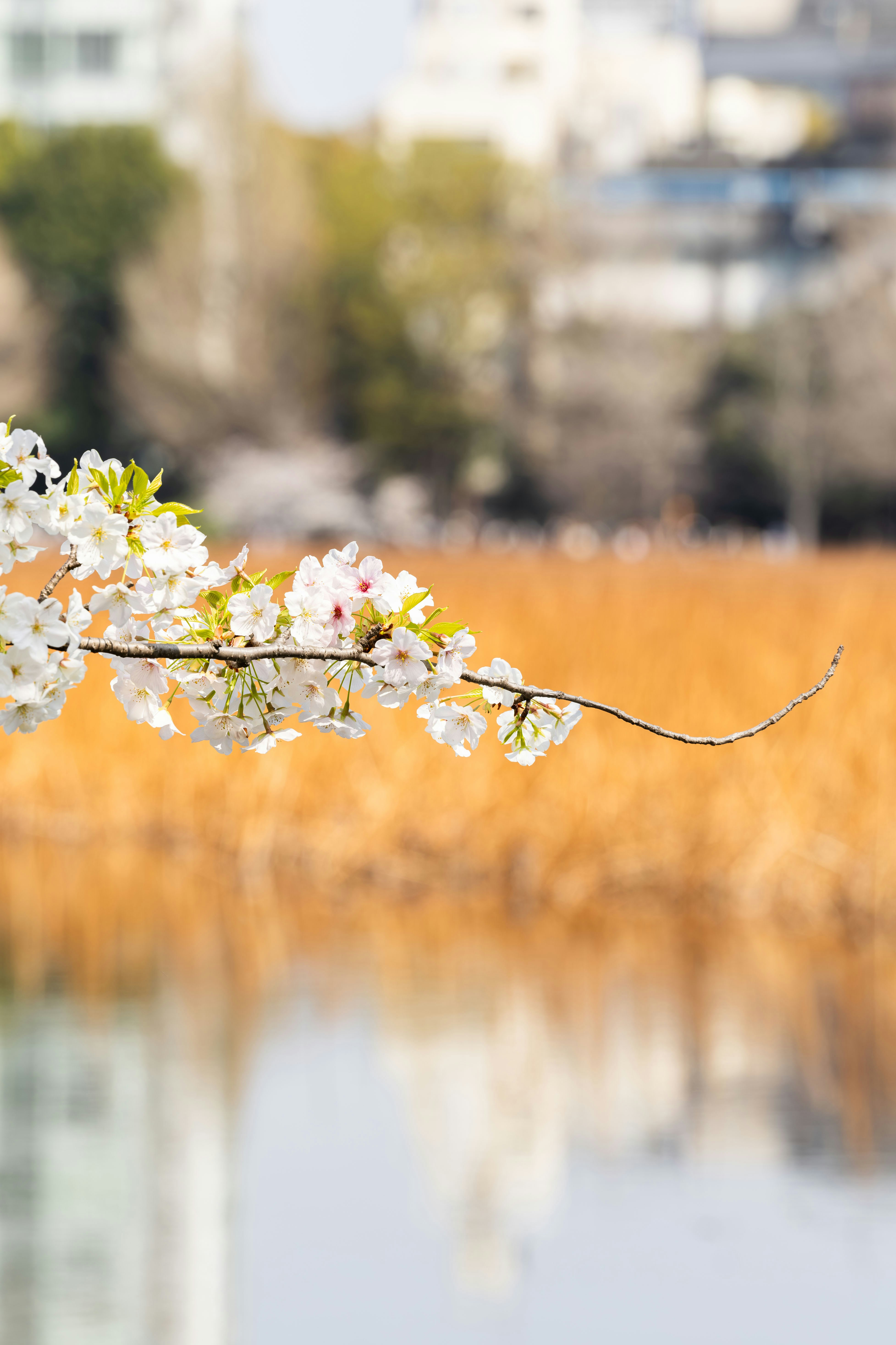 Blooming bough over a tranquil lake