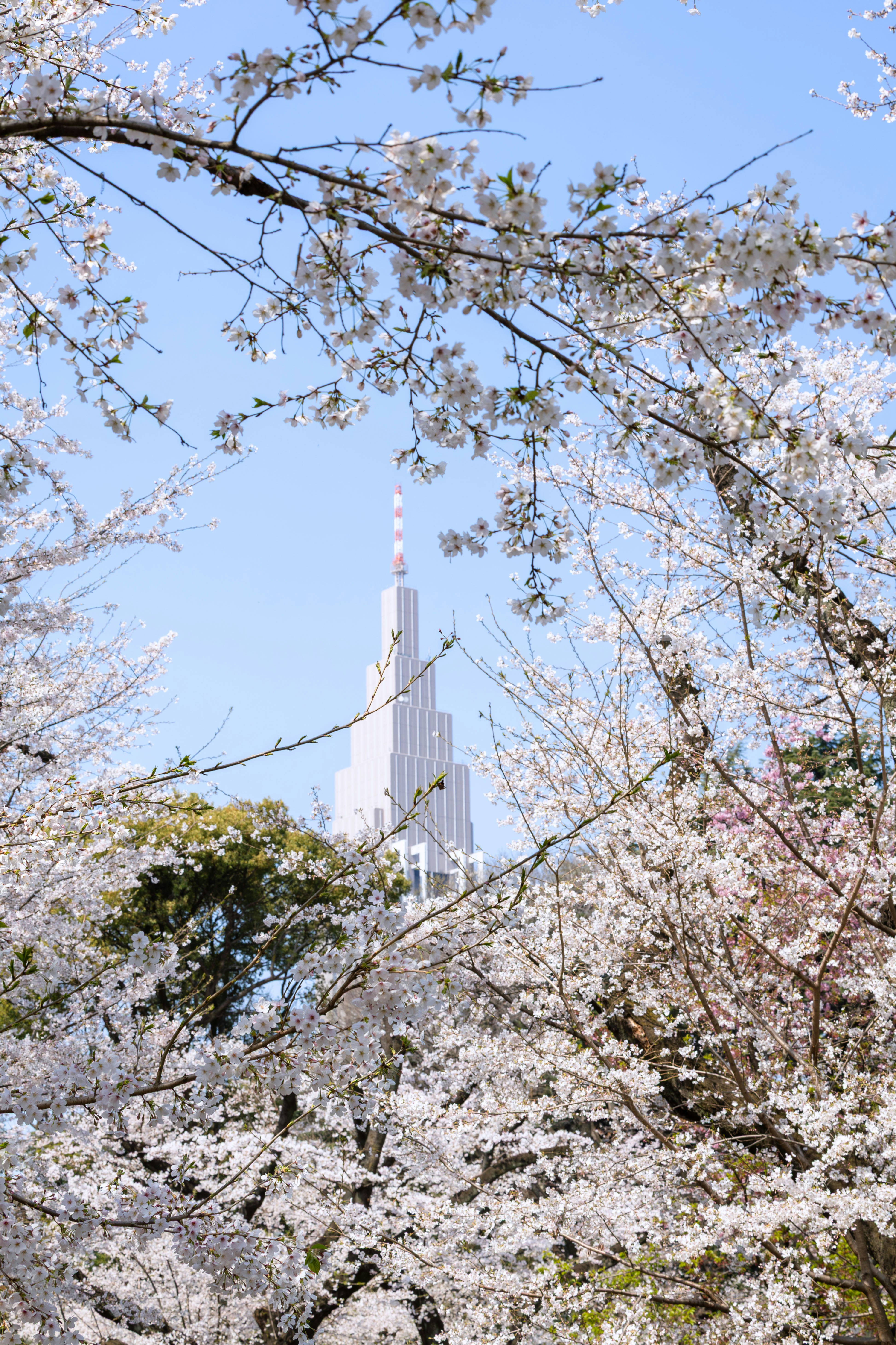 Blossoms Framing a Skyline: Spring Core with Urban Spire in Bloom