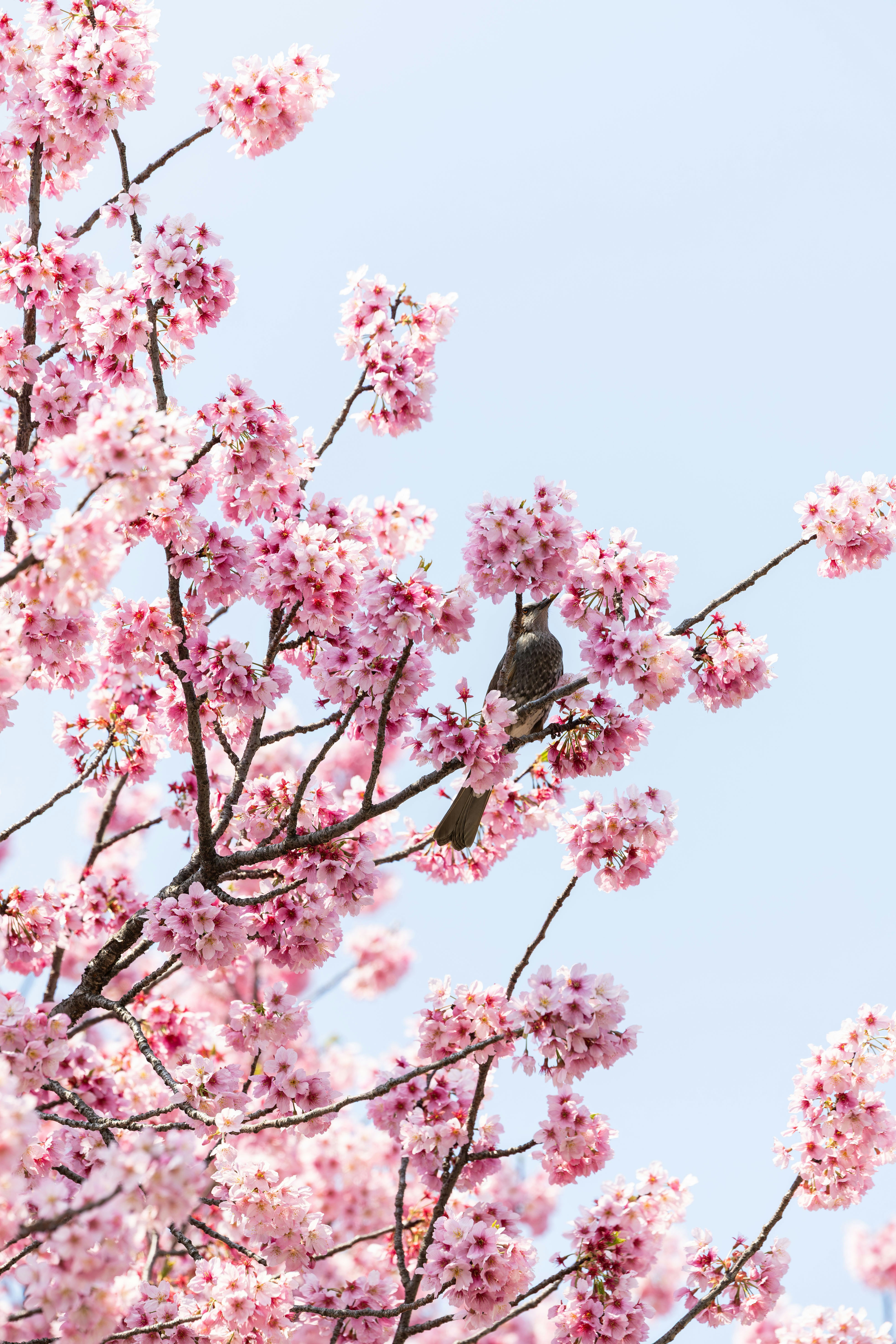 Perched Amid Pink Blossoms: A Sparrow Resting on Spring Cherry