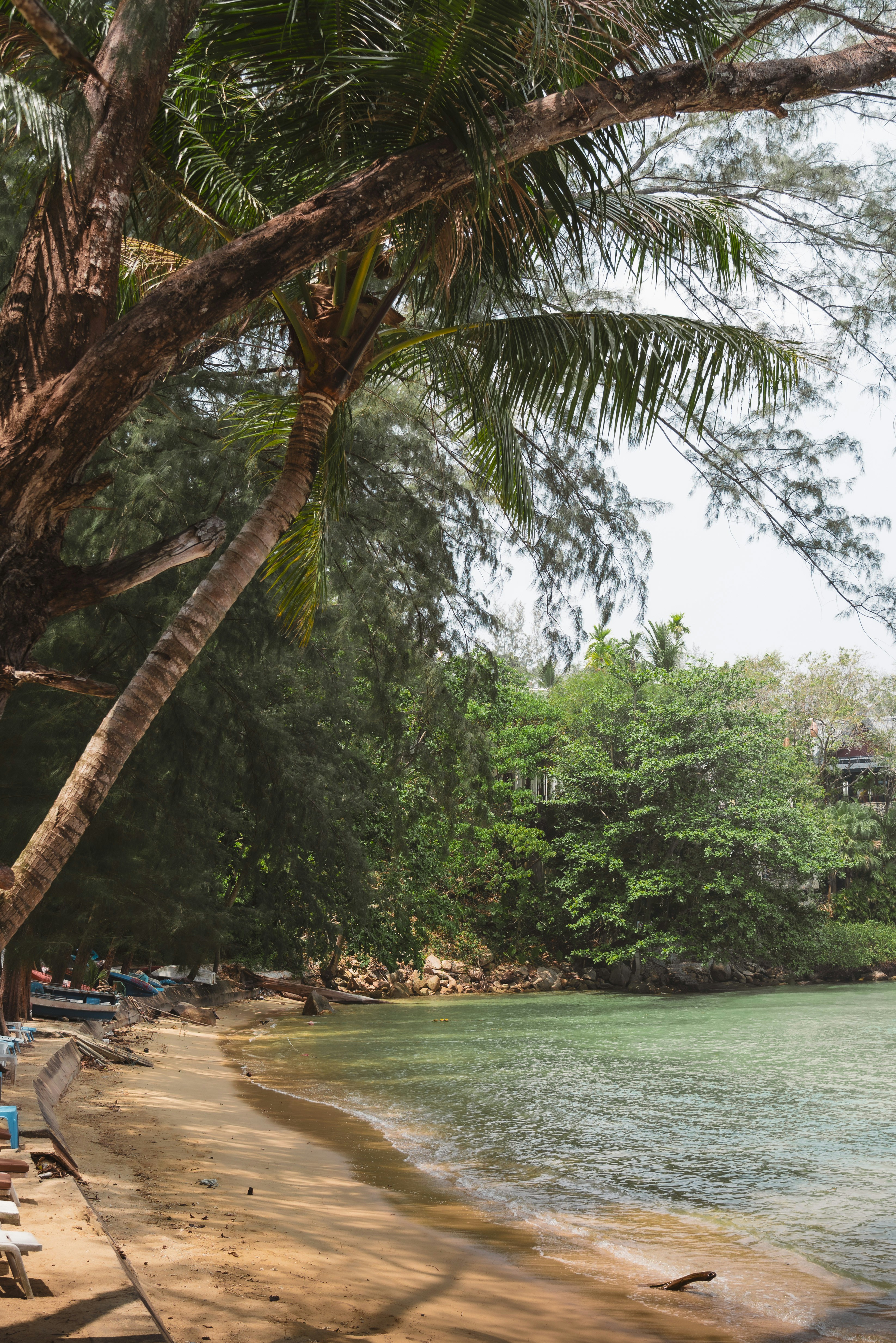 Palm Canopy Overhangs a Tranquil Coral Shore