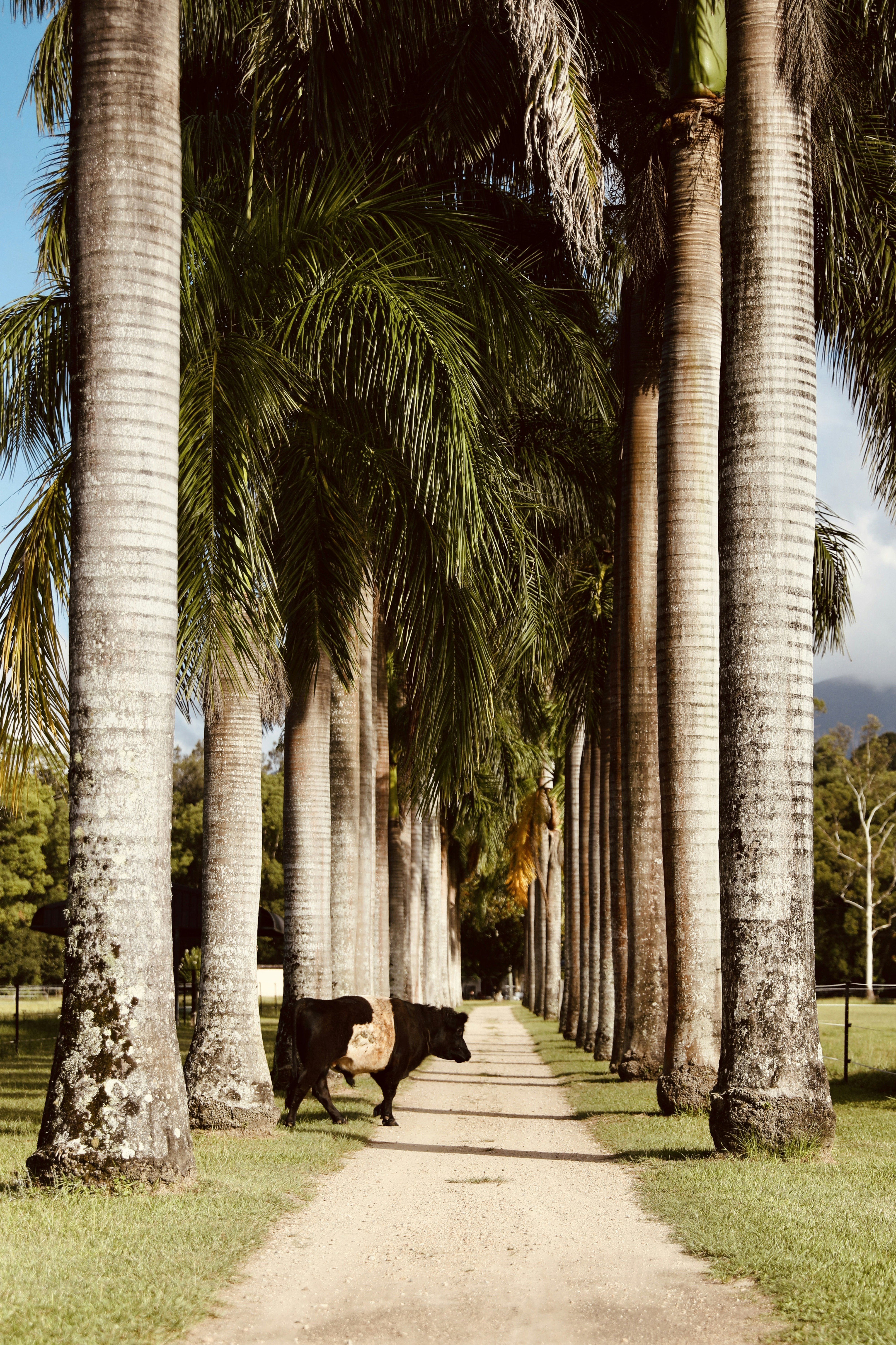 Line of Giants: A Palm Alley Frames a Quiet Cattle Crossing