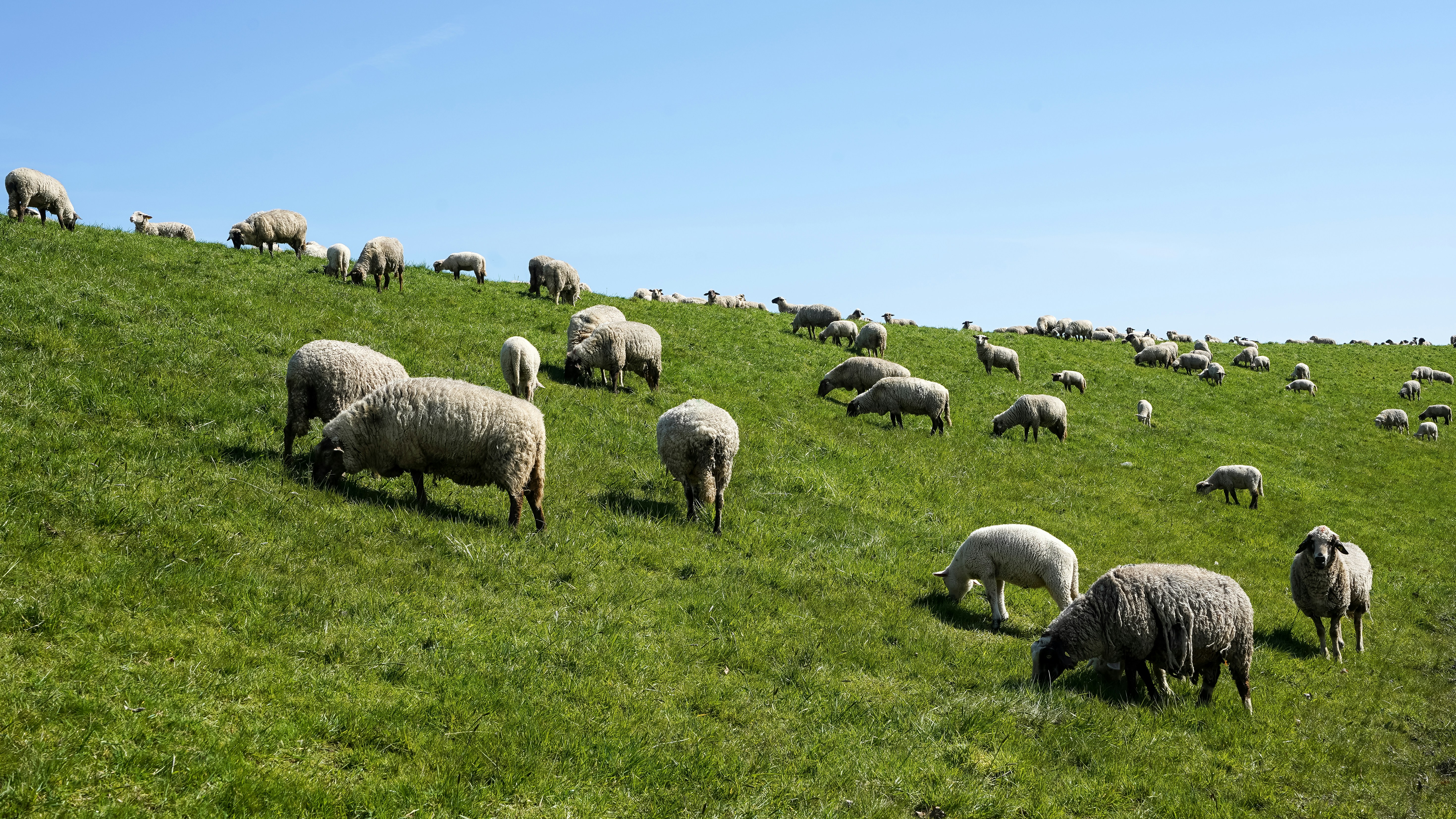 Pasture Mosaic: A Herd of Sheep Crowding the Green Slopes Under a Clear Blue Sky
