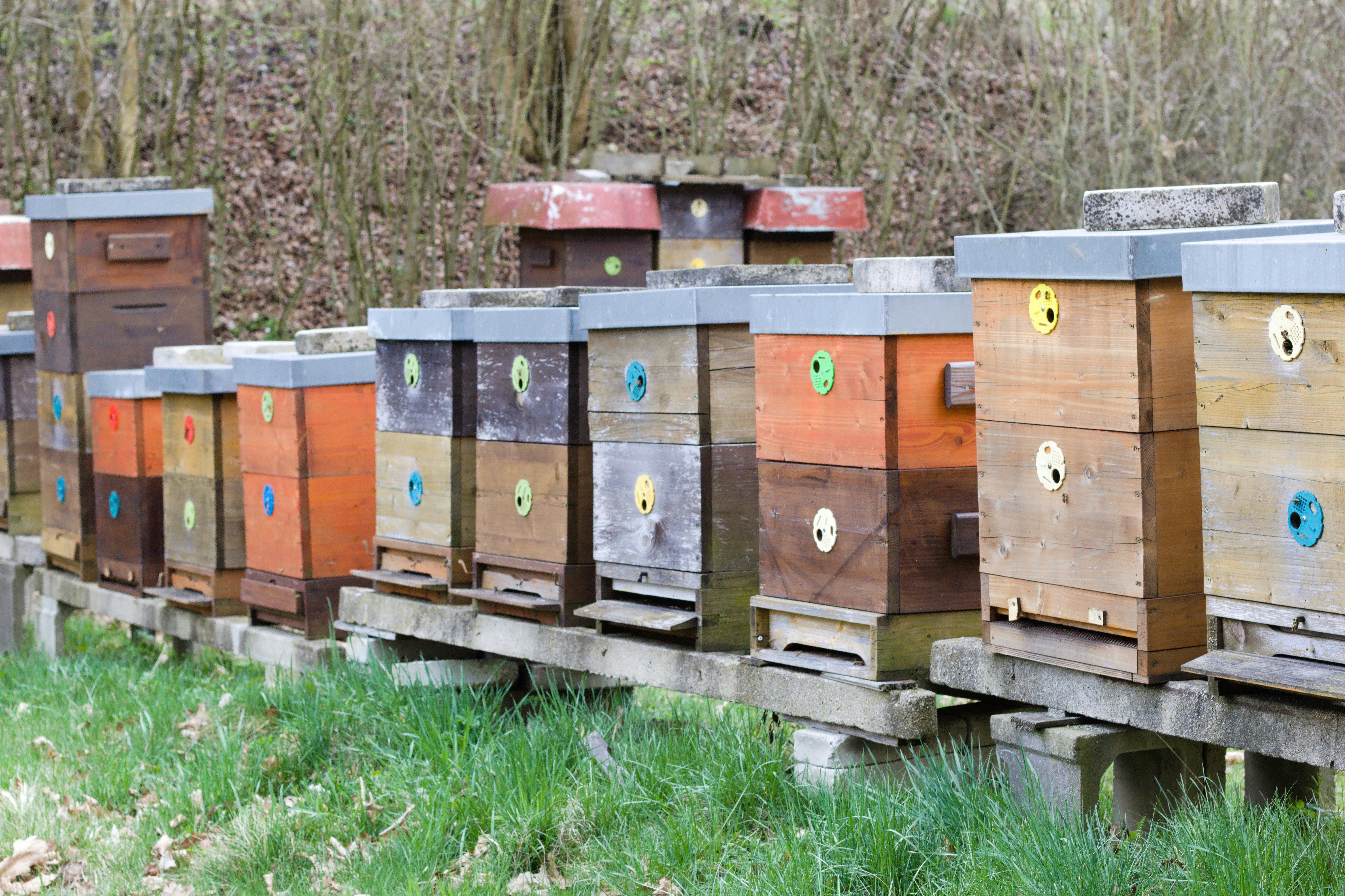 Row of Colorful Beehives Standing Guard over the Grass