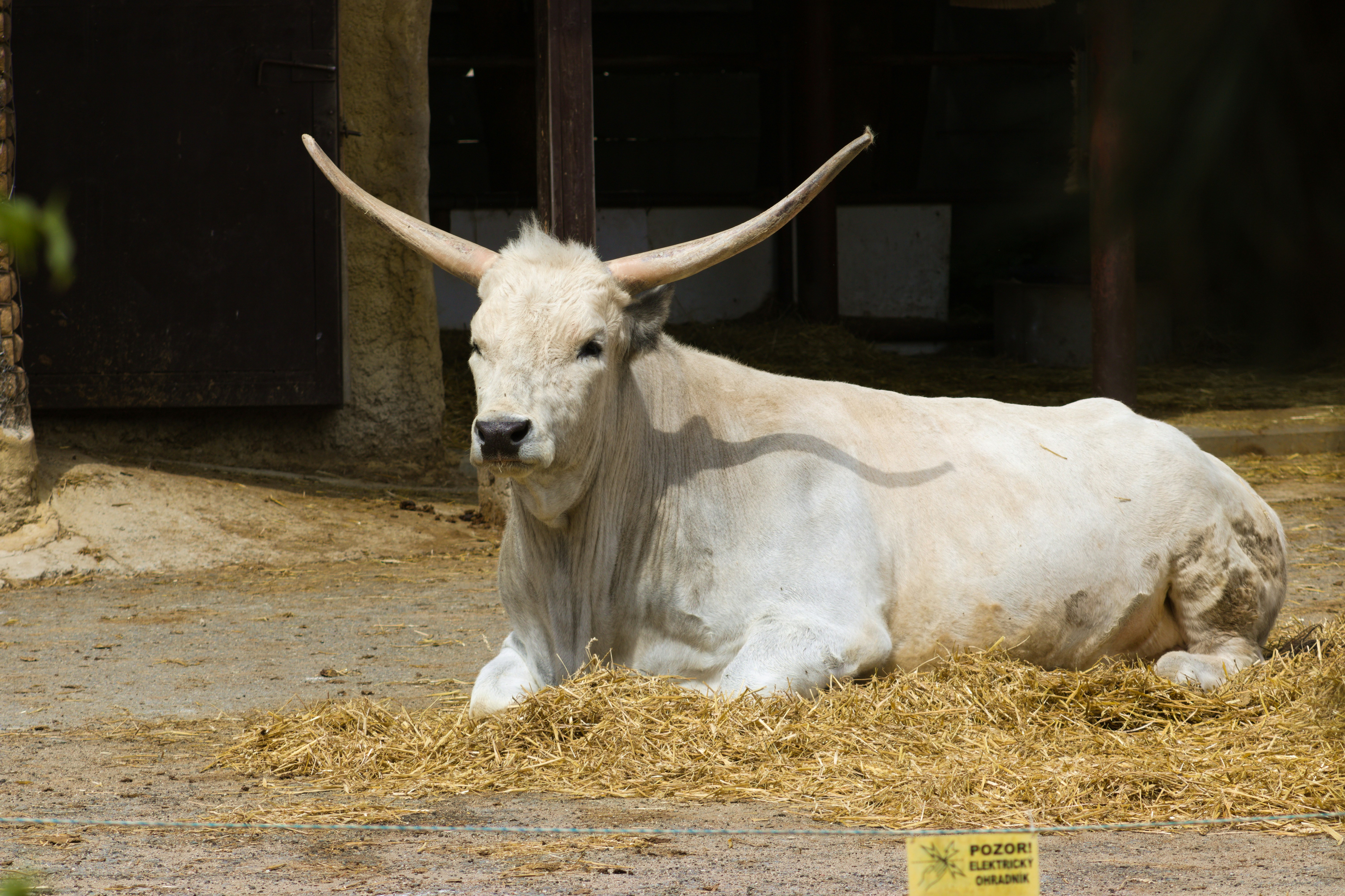 Lagoon of Straw: A White Longhorn Resting Beside the Barn
