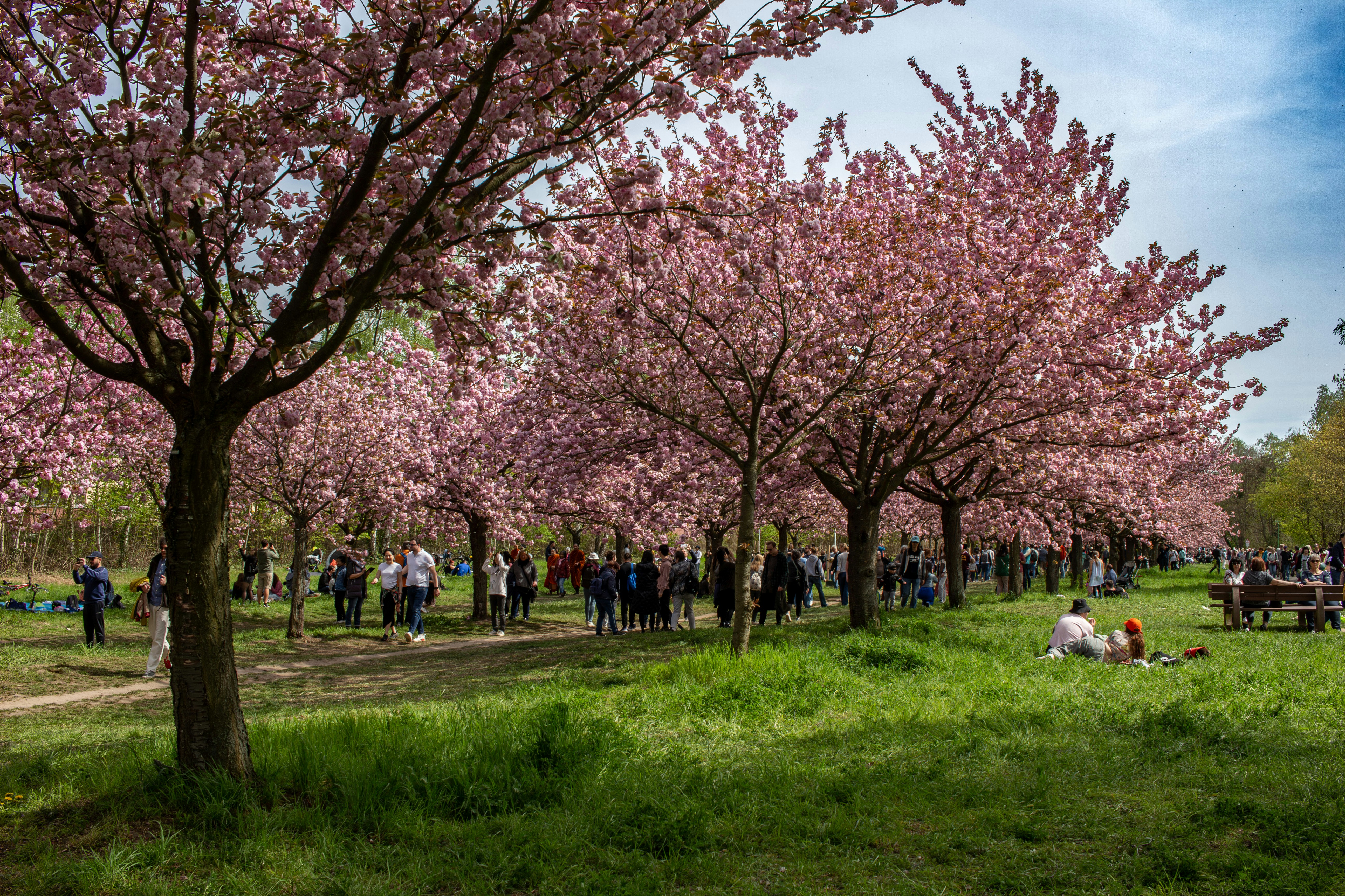Row of Blossom Trees Framing a Lively Park Gathering