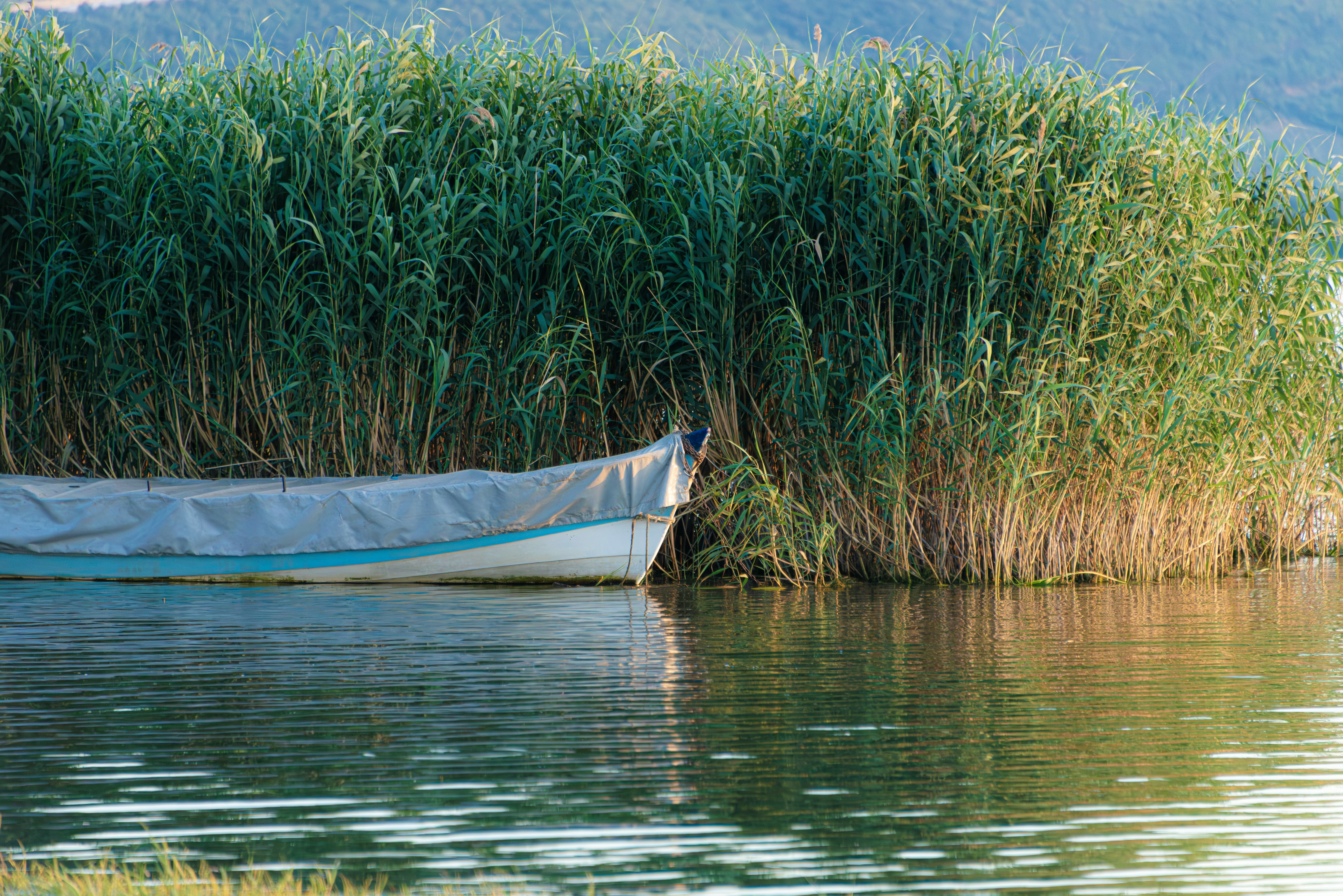 Boat at the Edge of Reeds: Quiet Waters and a Distant Mountain