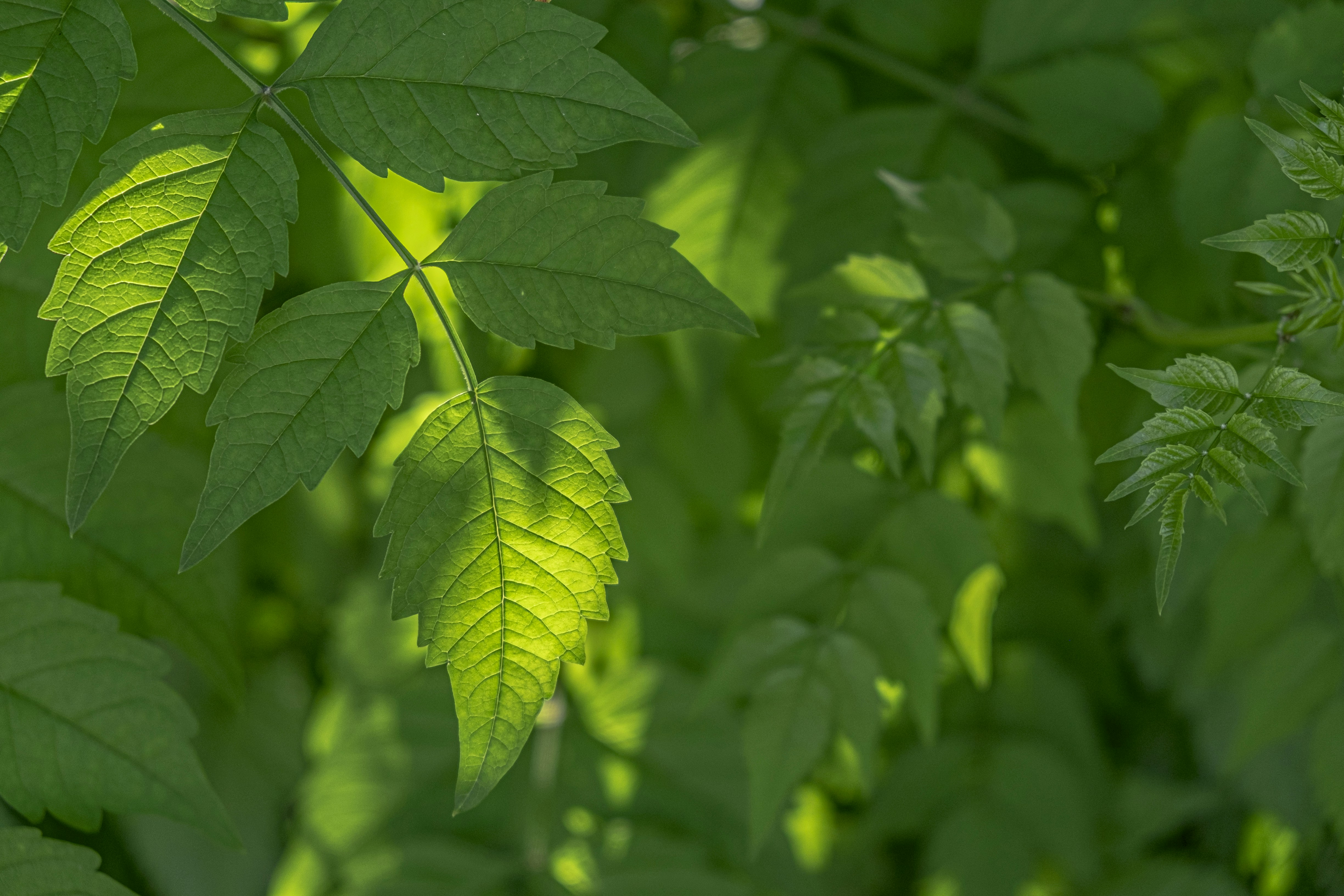 Emerald Veins: Sunlit Leaf Study in a Shaded Green Nook
