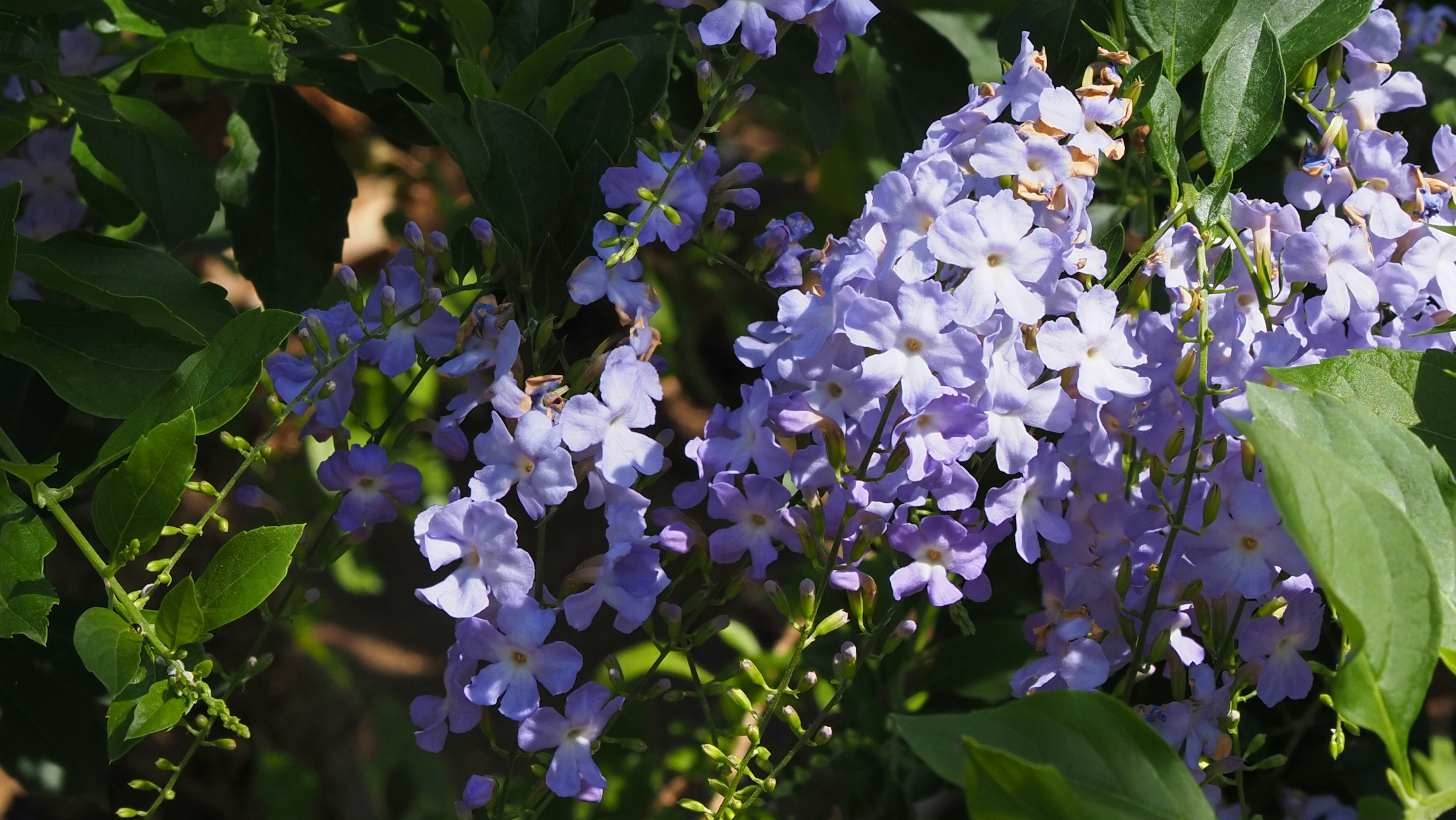 Purple Wisteria Cluster in Sunlit Greenery