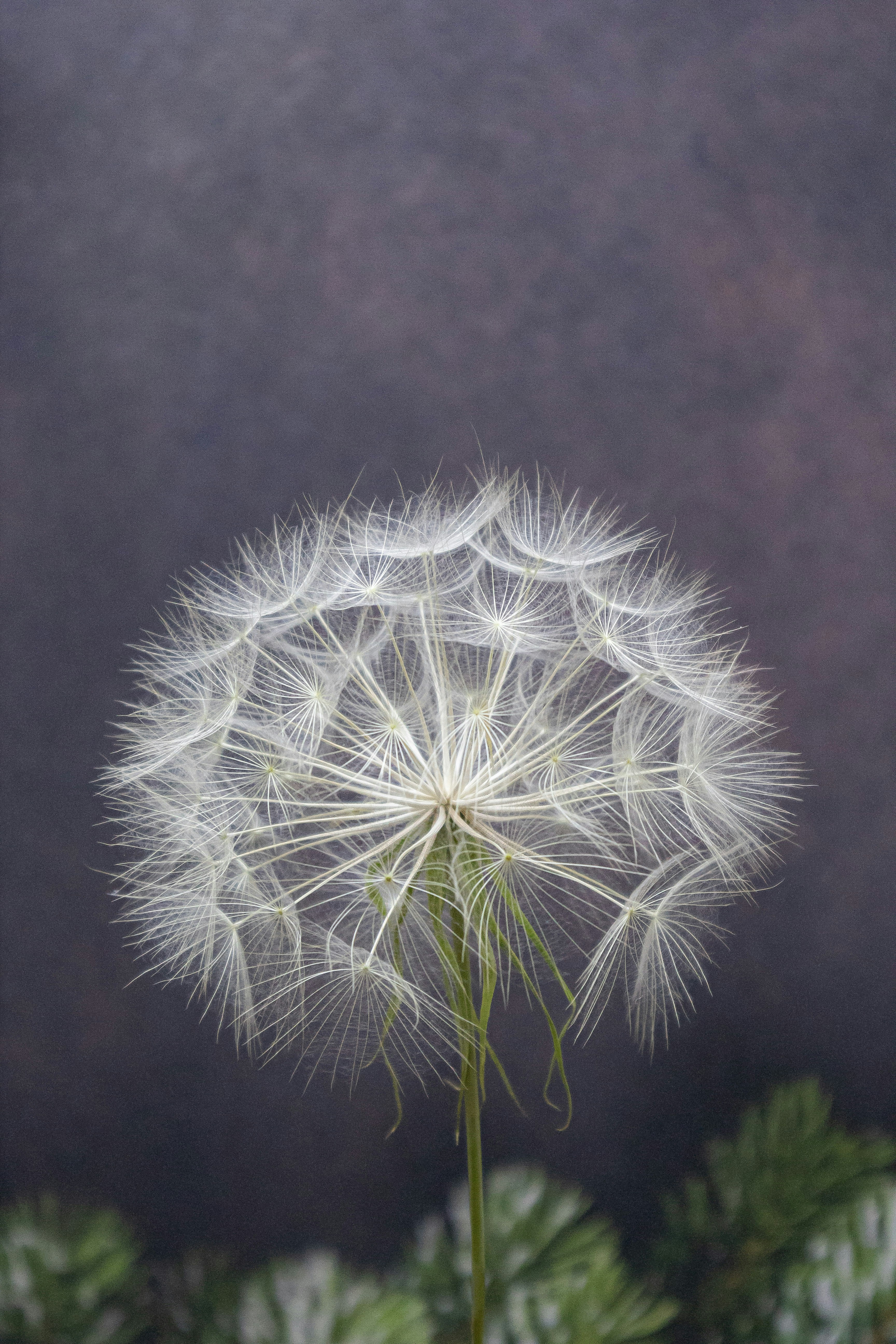 Dandelion Majesty: Delicate Parachutes Against a Blurred Horizon