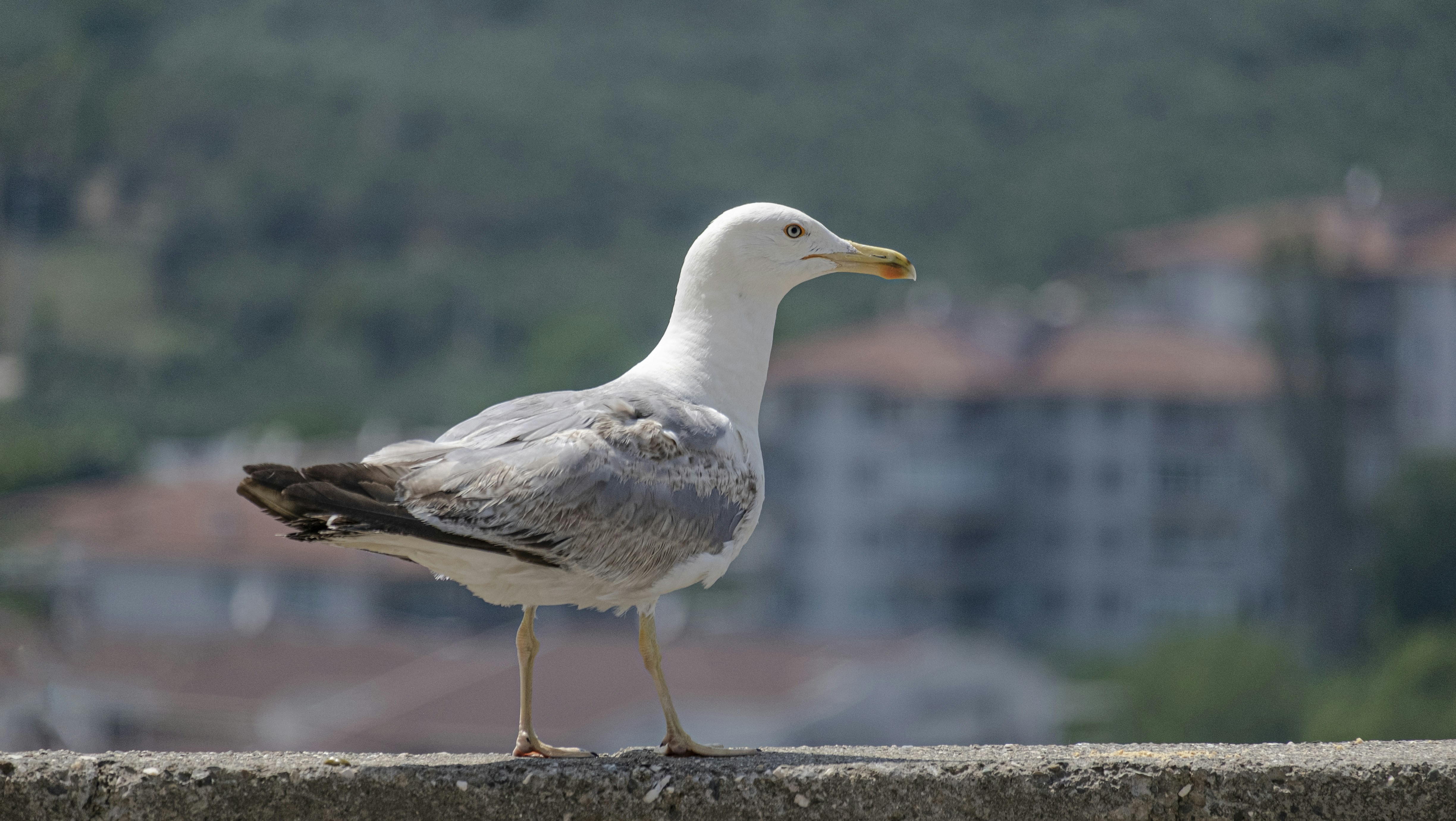 Seabird Sentinel at Dusk on a Concrete Edge