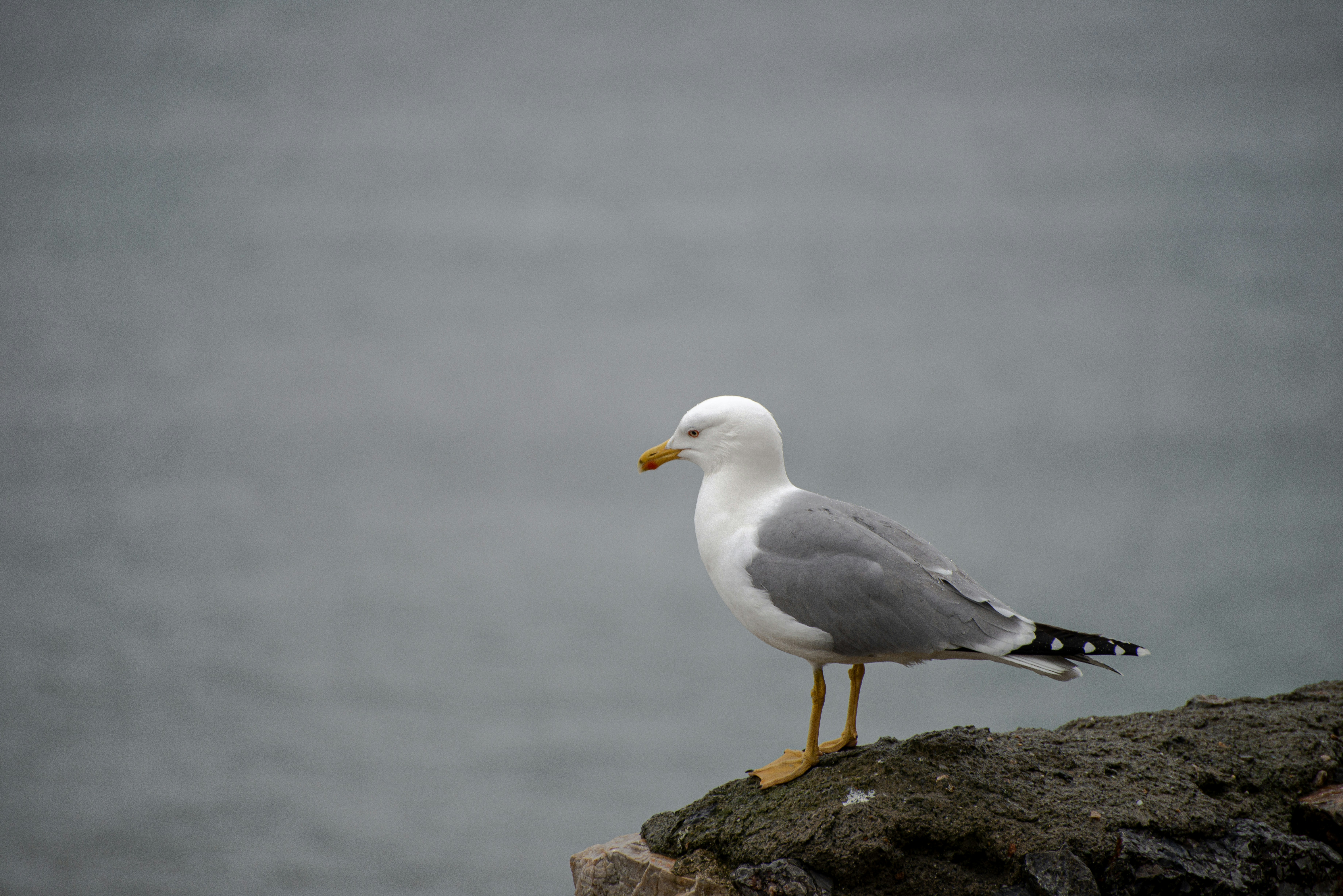Seagull on the Edge: Quiet Vigil by the Shore