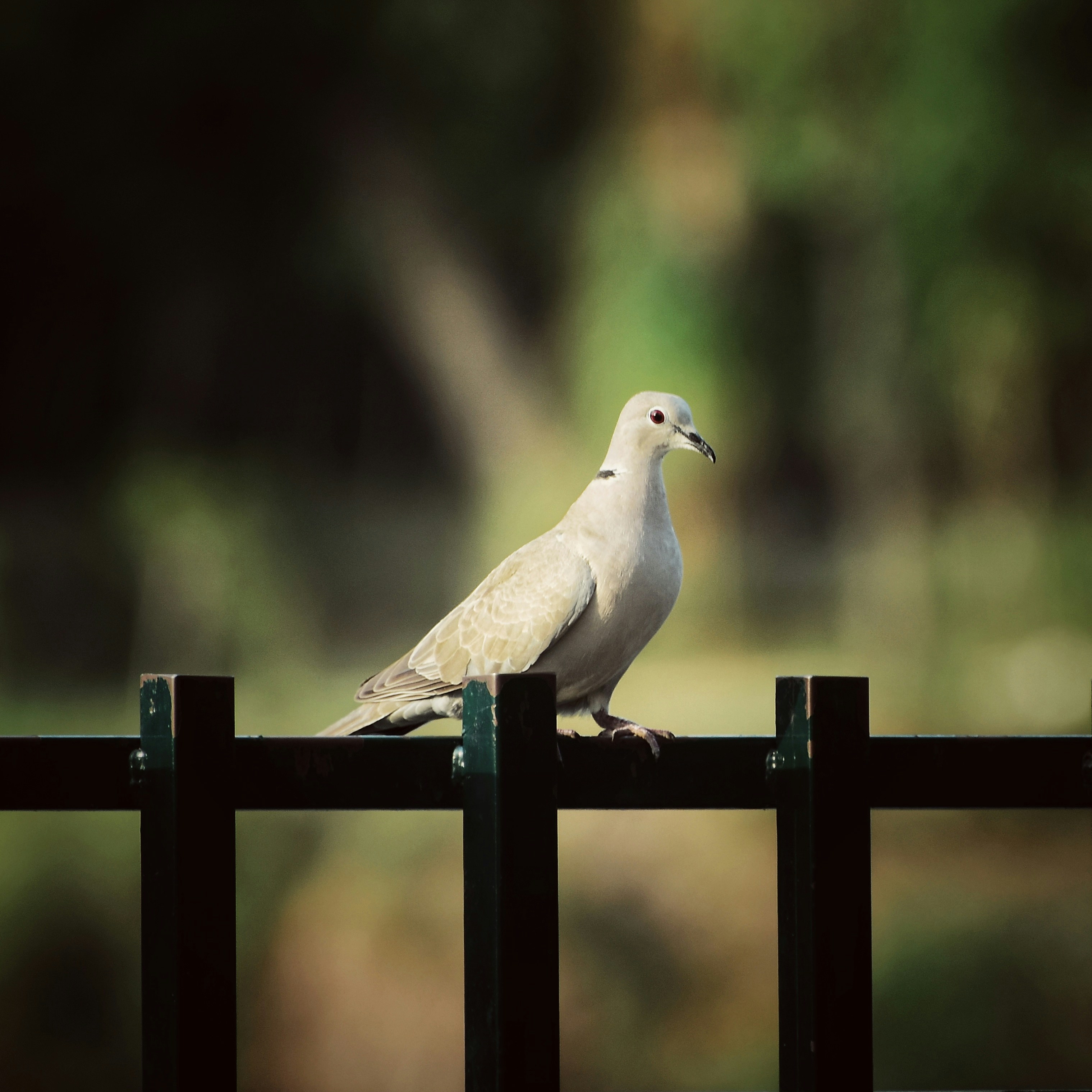 Pigeon Perch: A Quiet Moment on the Fence
