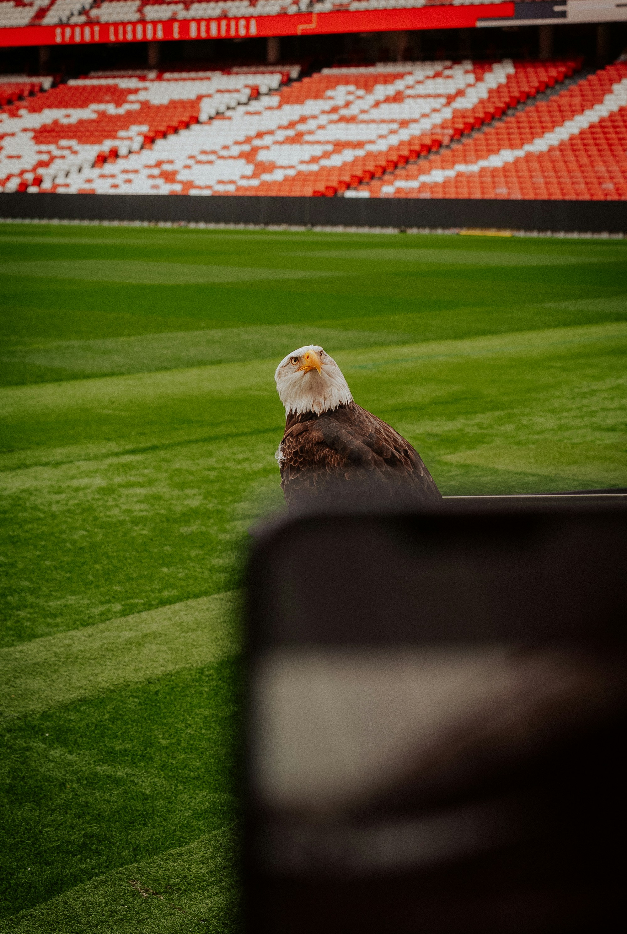 A Steady Gaze in the Prime Stadium