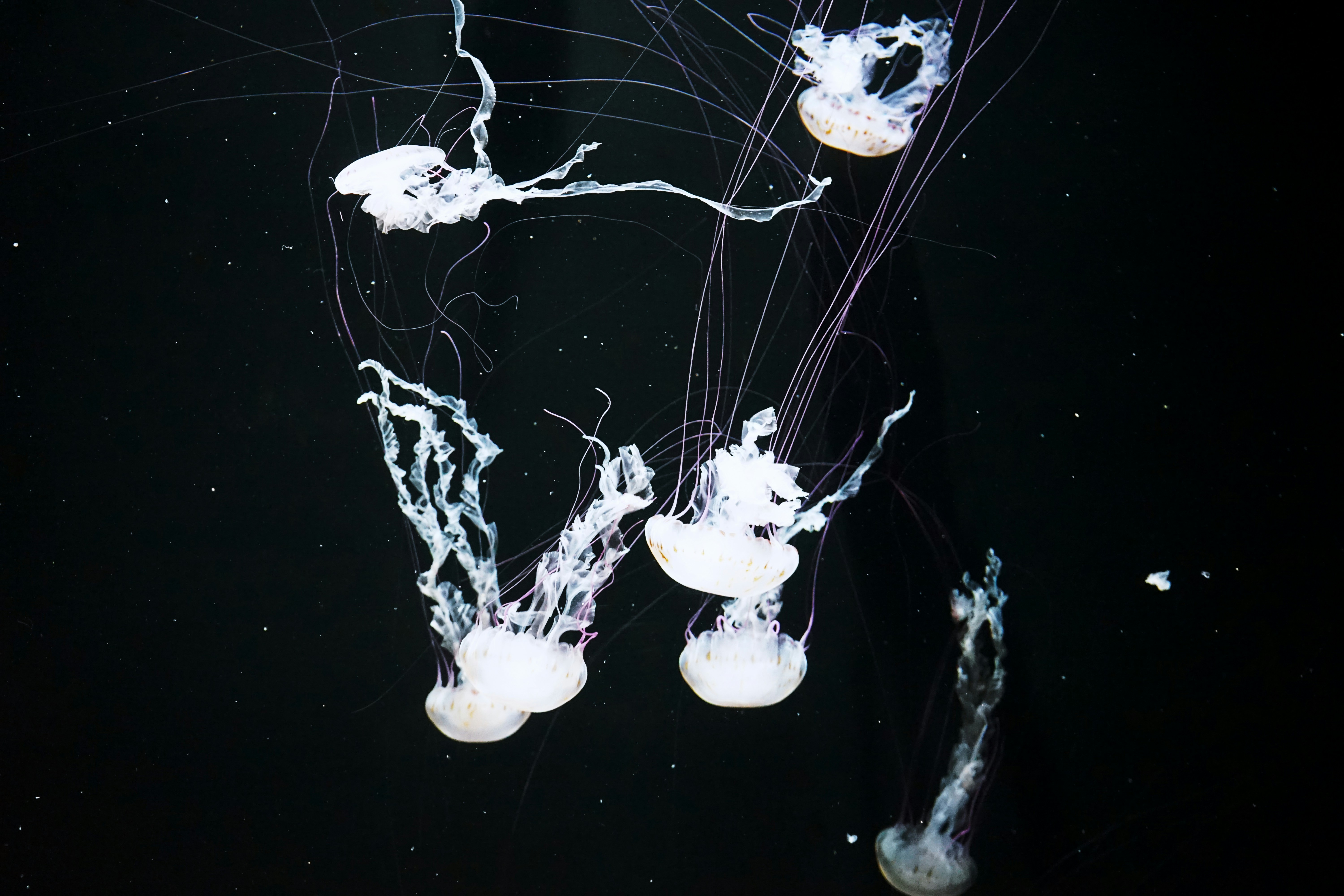 Cluster of small jellyfish drift in dark water with trailing tentacles illuminated softly, showcasing translucent bodies and delicate filaments.
