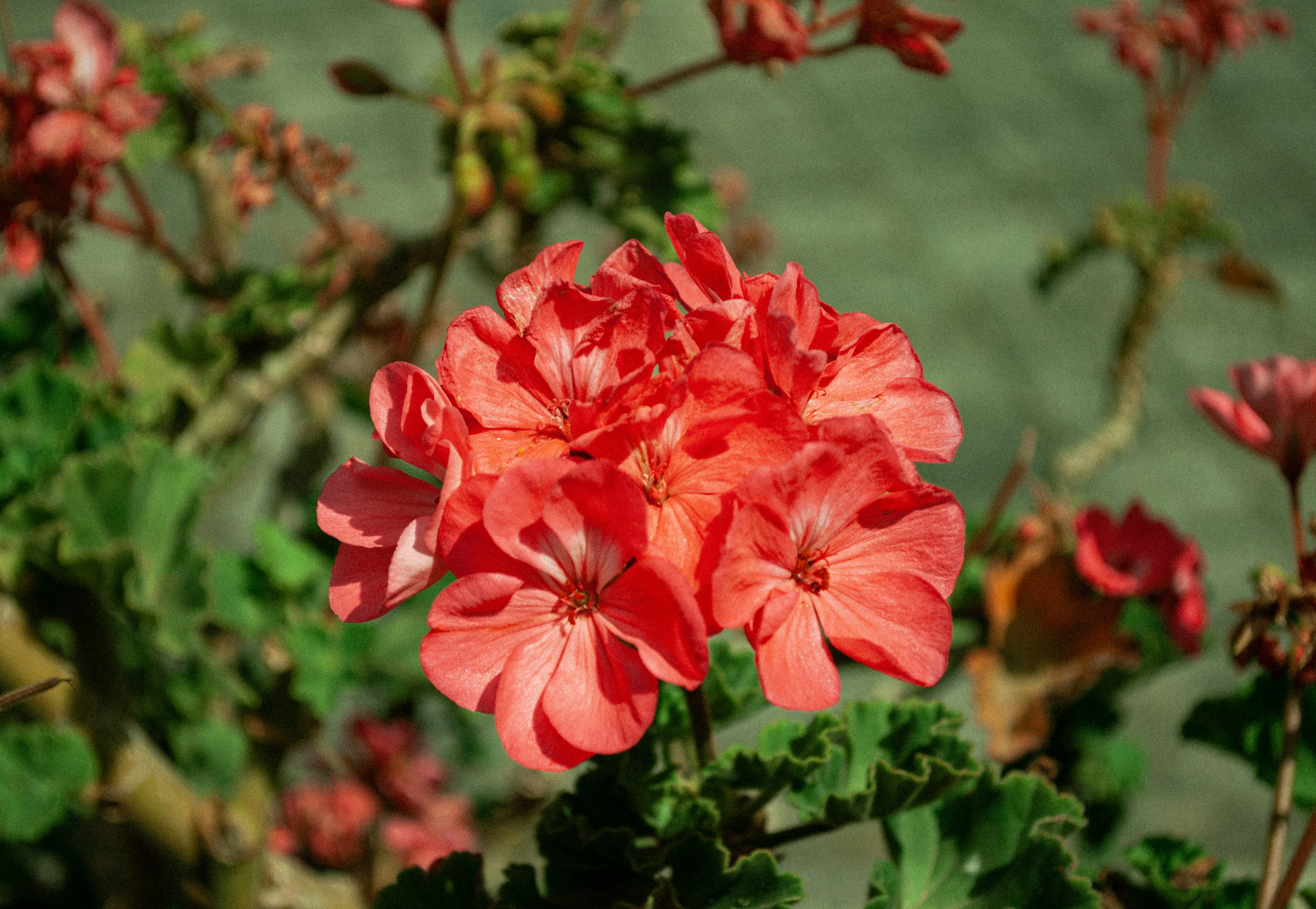 Crimson Bloom: Cluster of Geraniums in Sunlit Garden