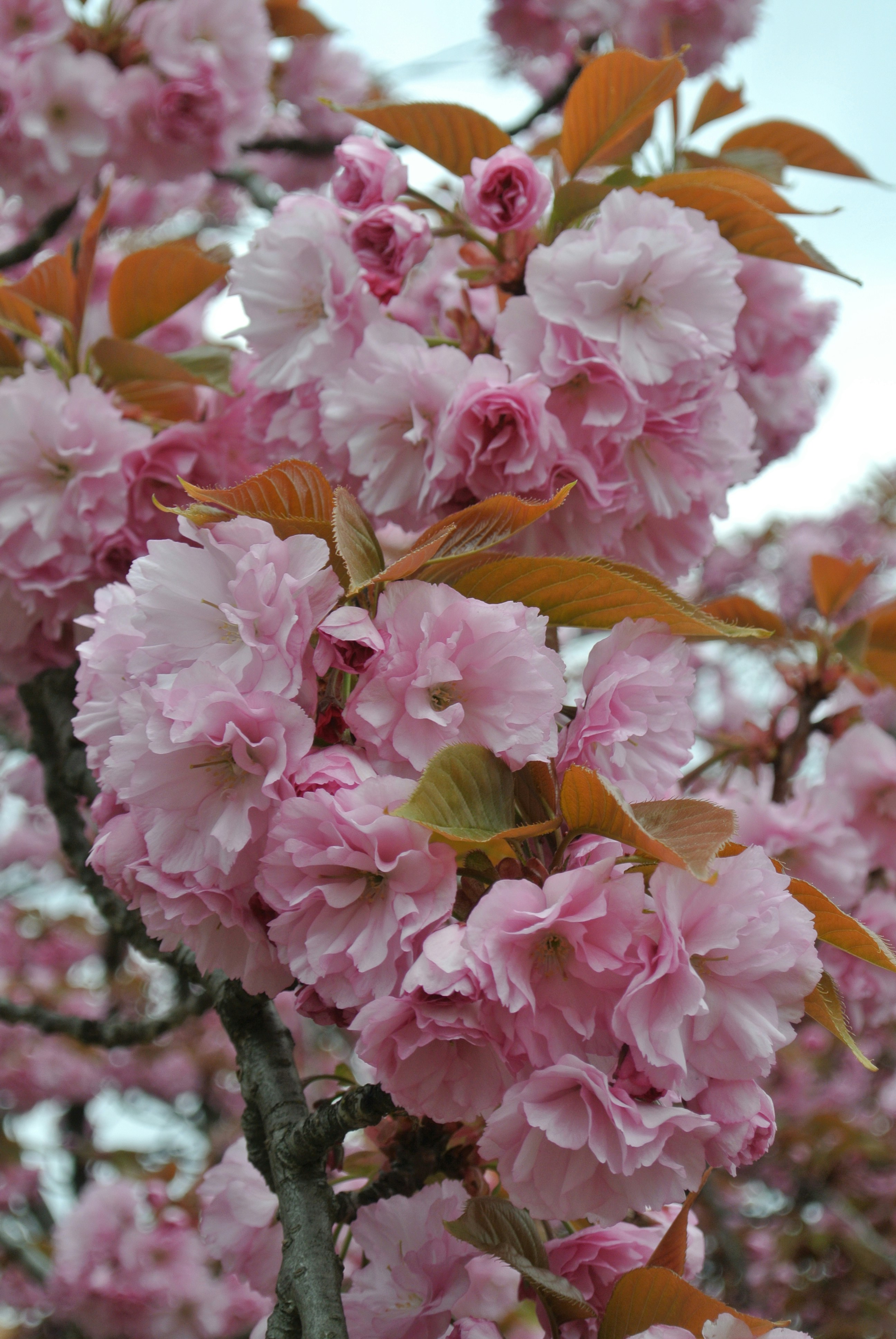 Blush Blossom cascade: a foreground cluster of pink cherry blossoms