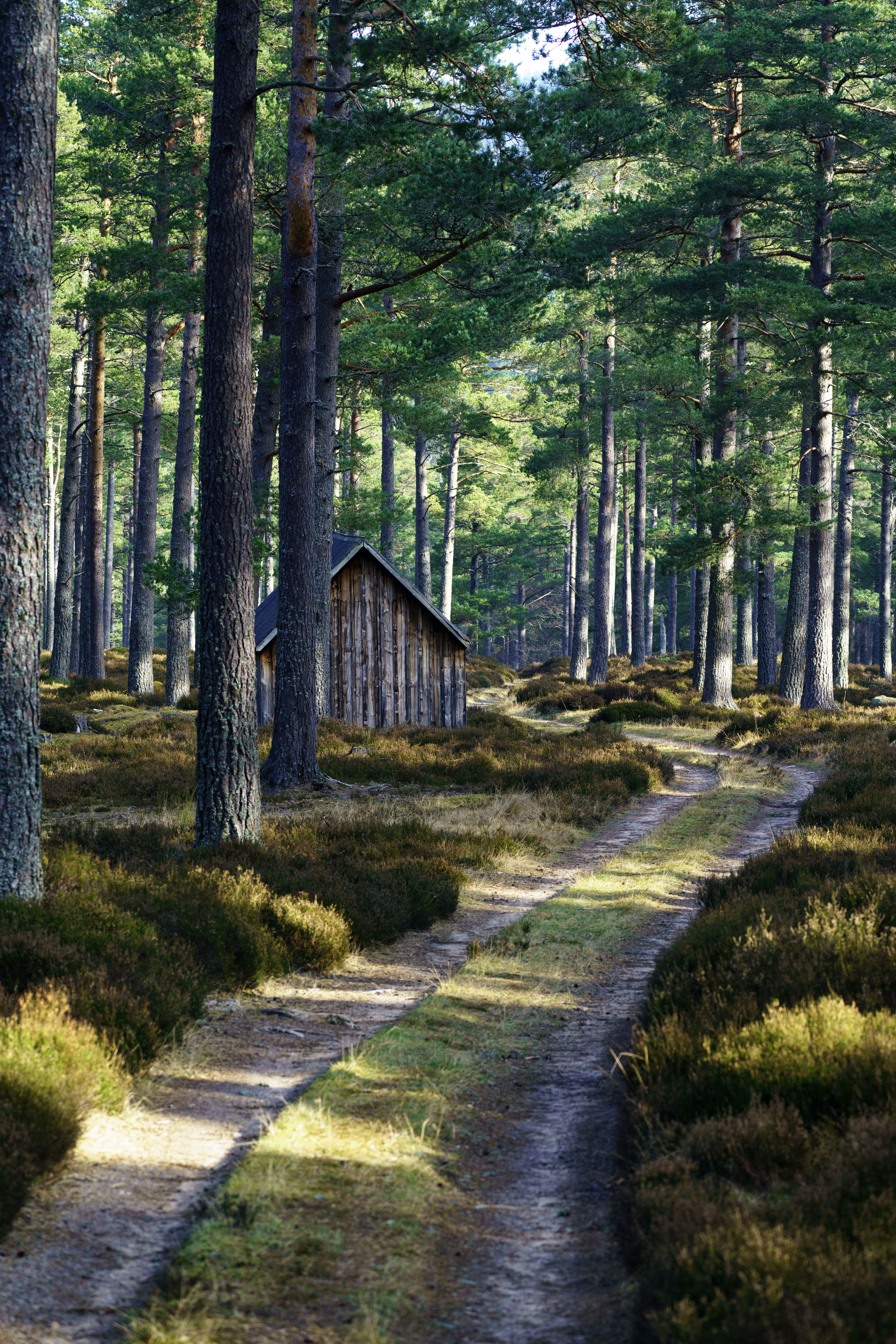 A Quiet Clearing: A Weathered Shack Among Pines