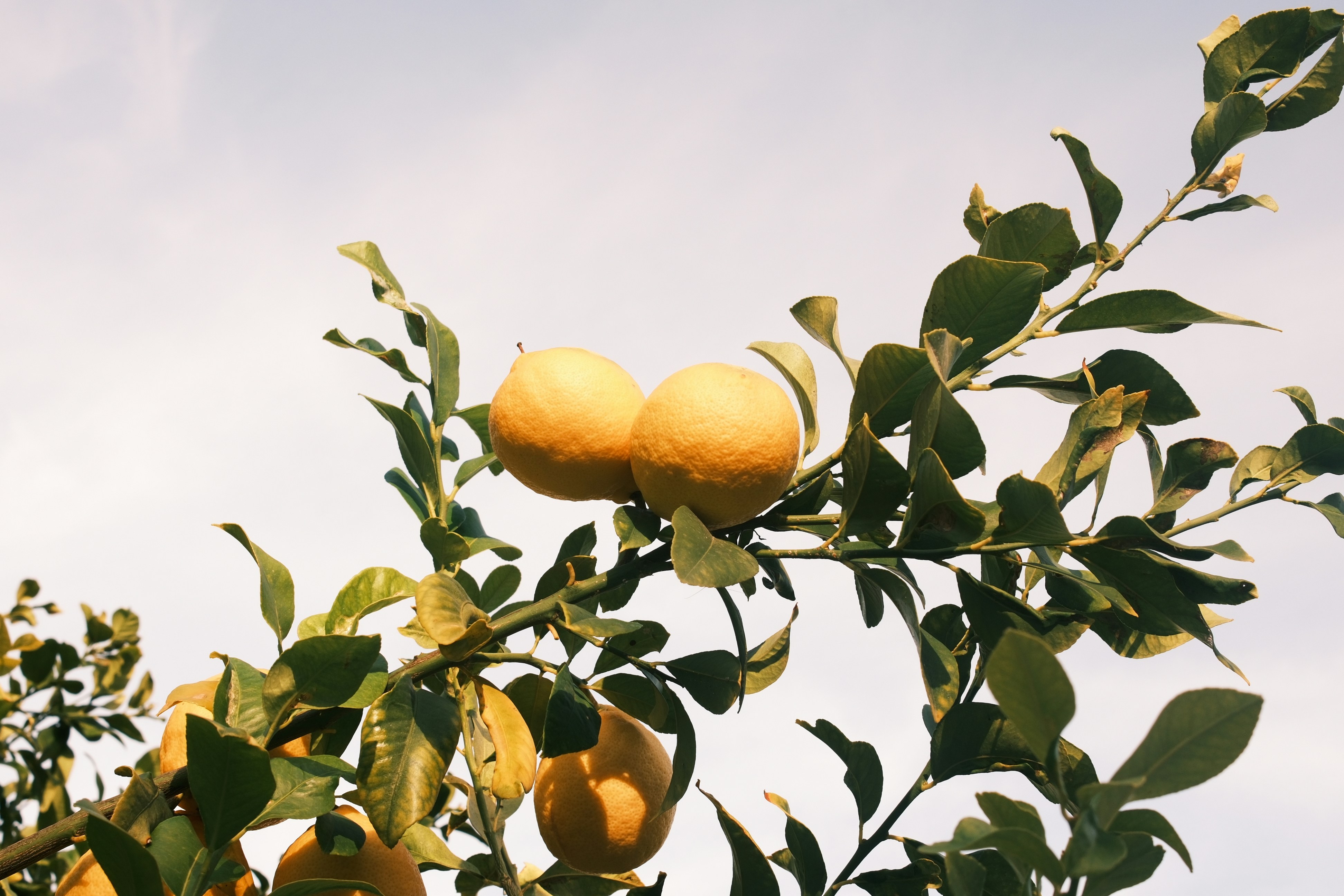 Citrus on a Sunlit Branch