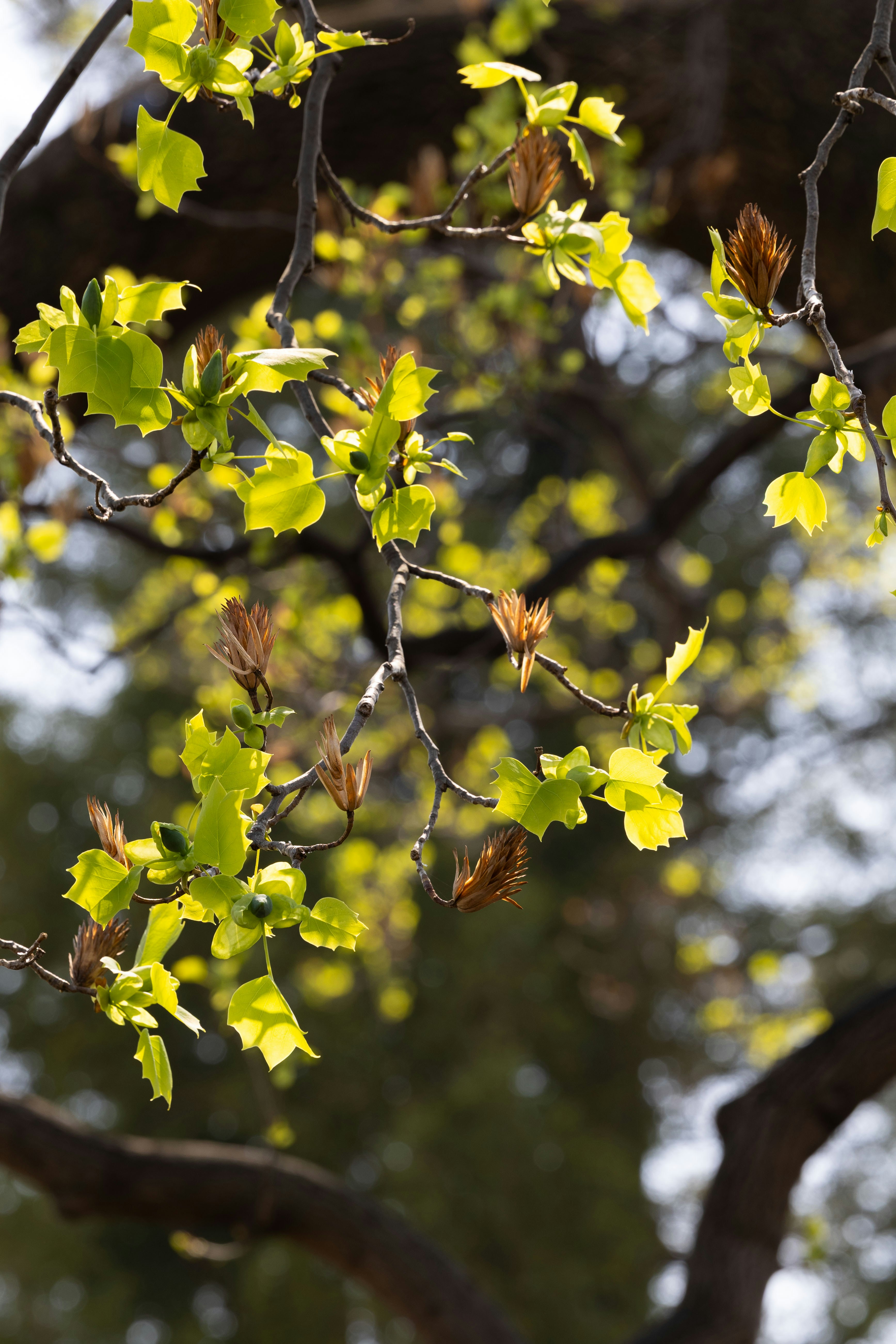 Sunlit Young Leaves on a Winding Branch