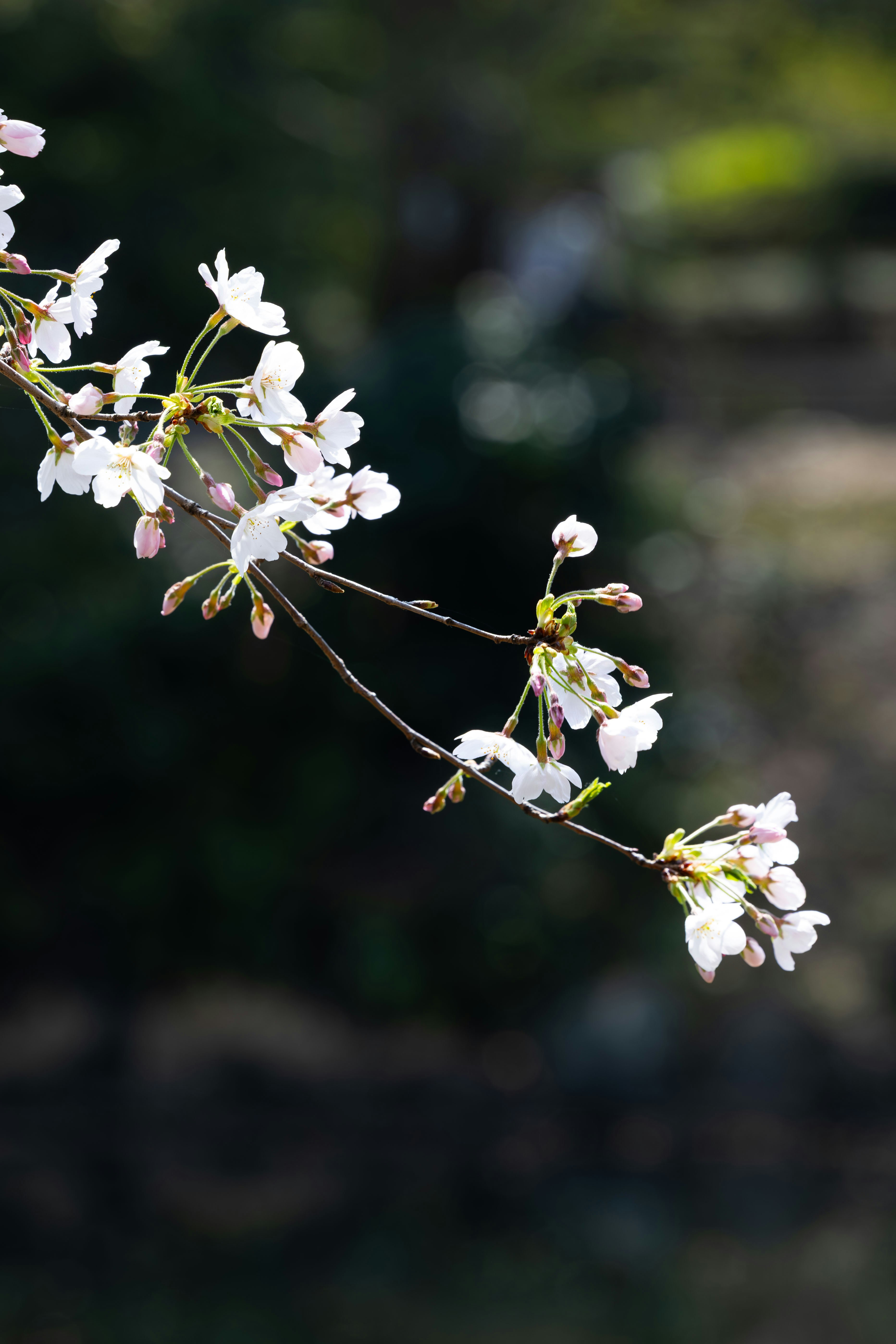 Blossoms on a Delicate Twig Against a Blurred Garden