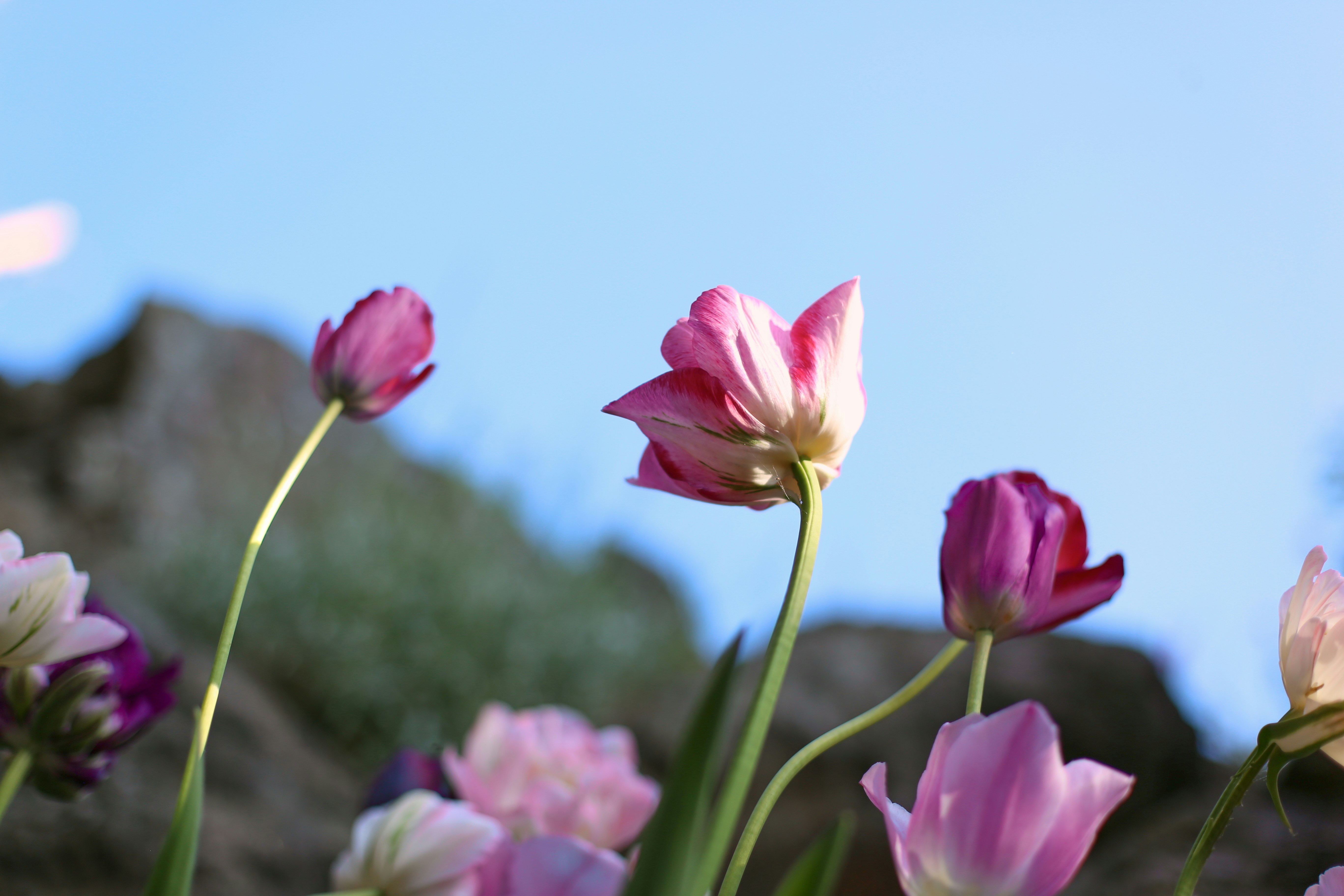 Pink Tulips Reaching Toward a Clear Sky