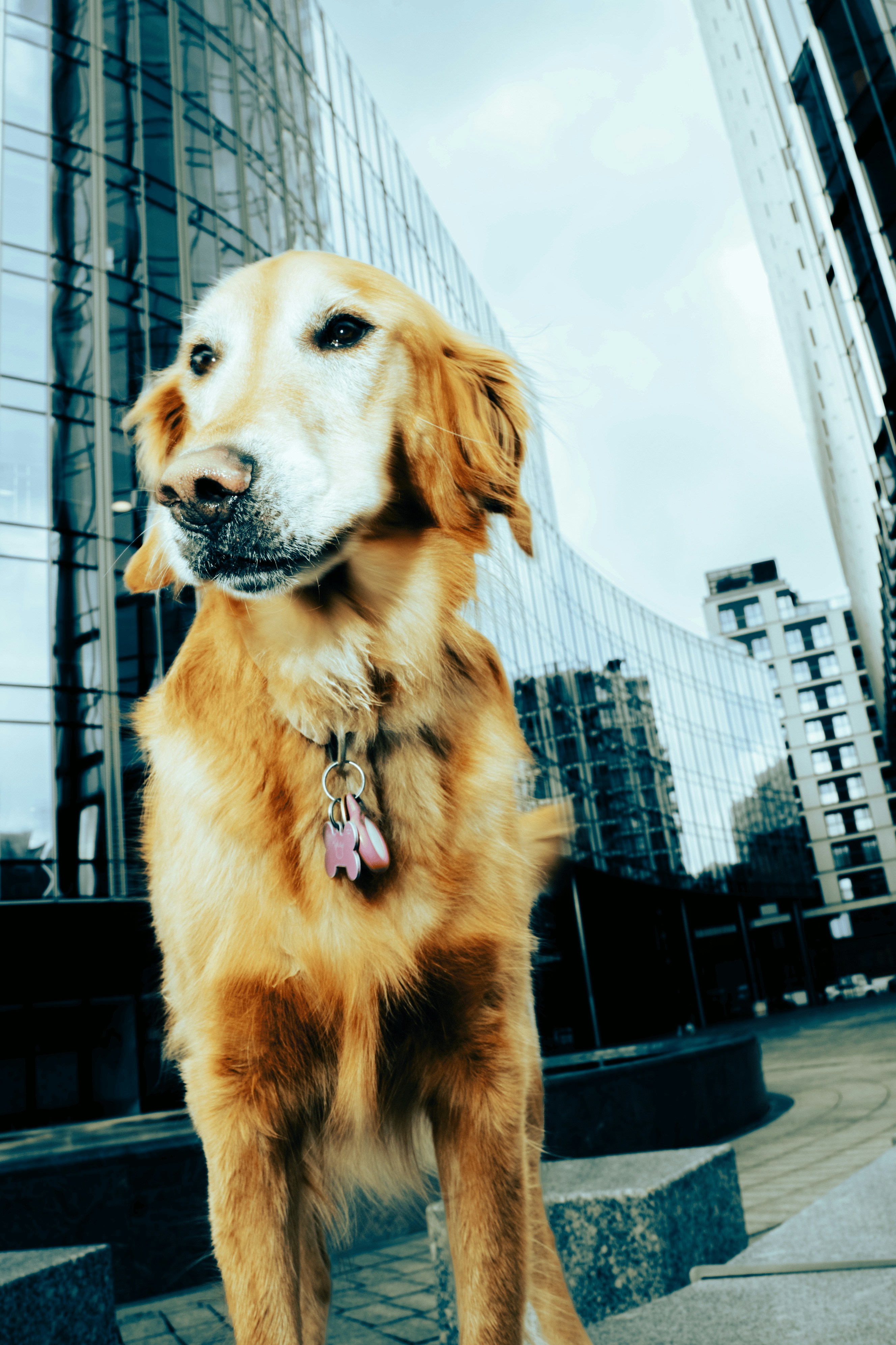 Golden Retriever in Urban Glassscape