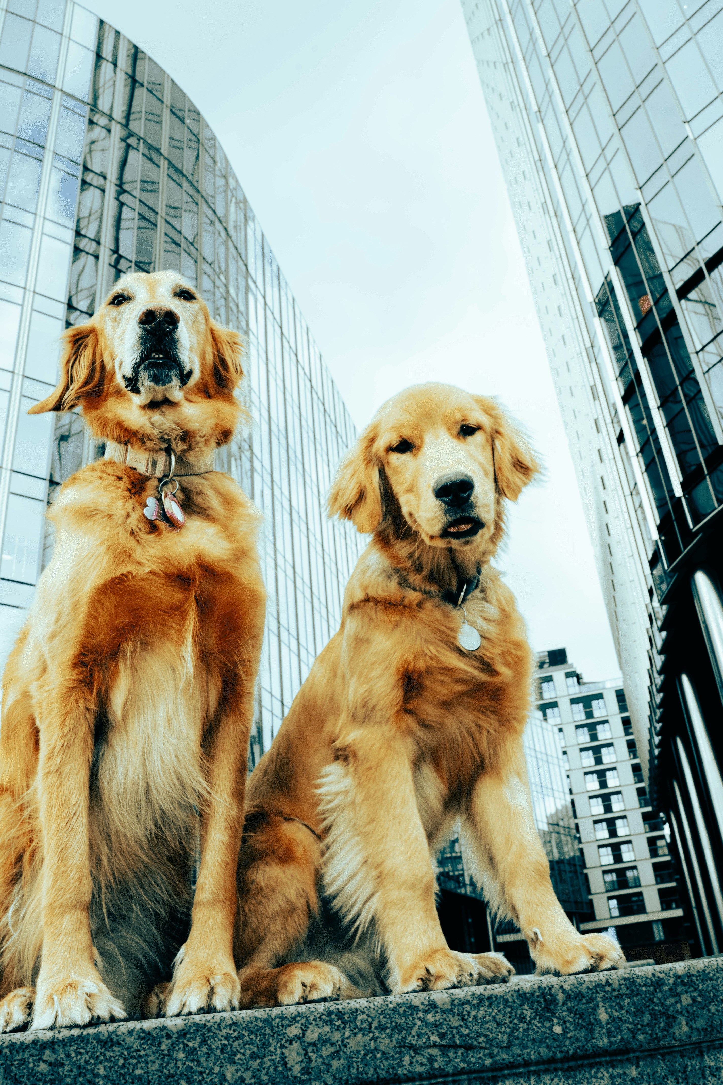 City Paws: Golden Duo Standing Guard Above the Street