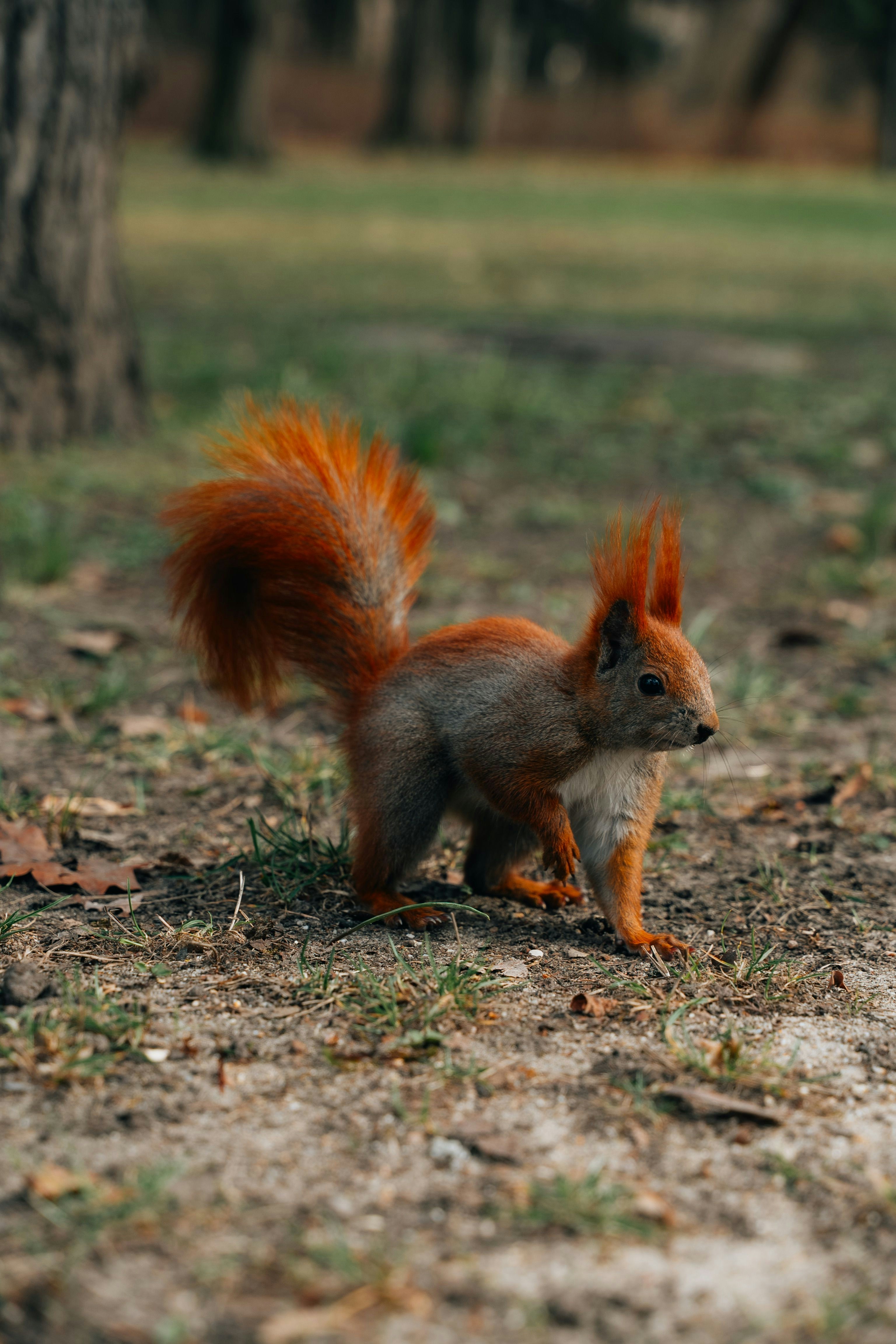 Red Squirrel on a Leaf-Strewn Woodland Floor