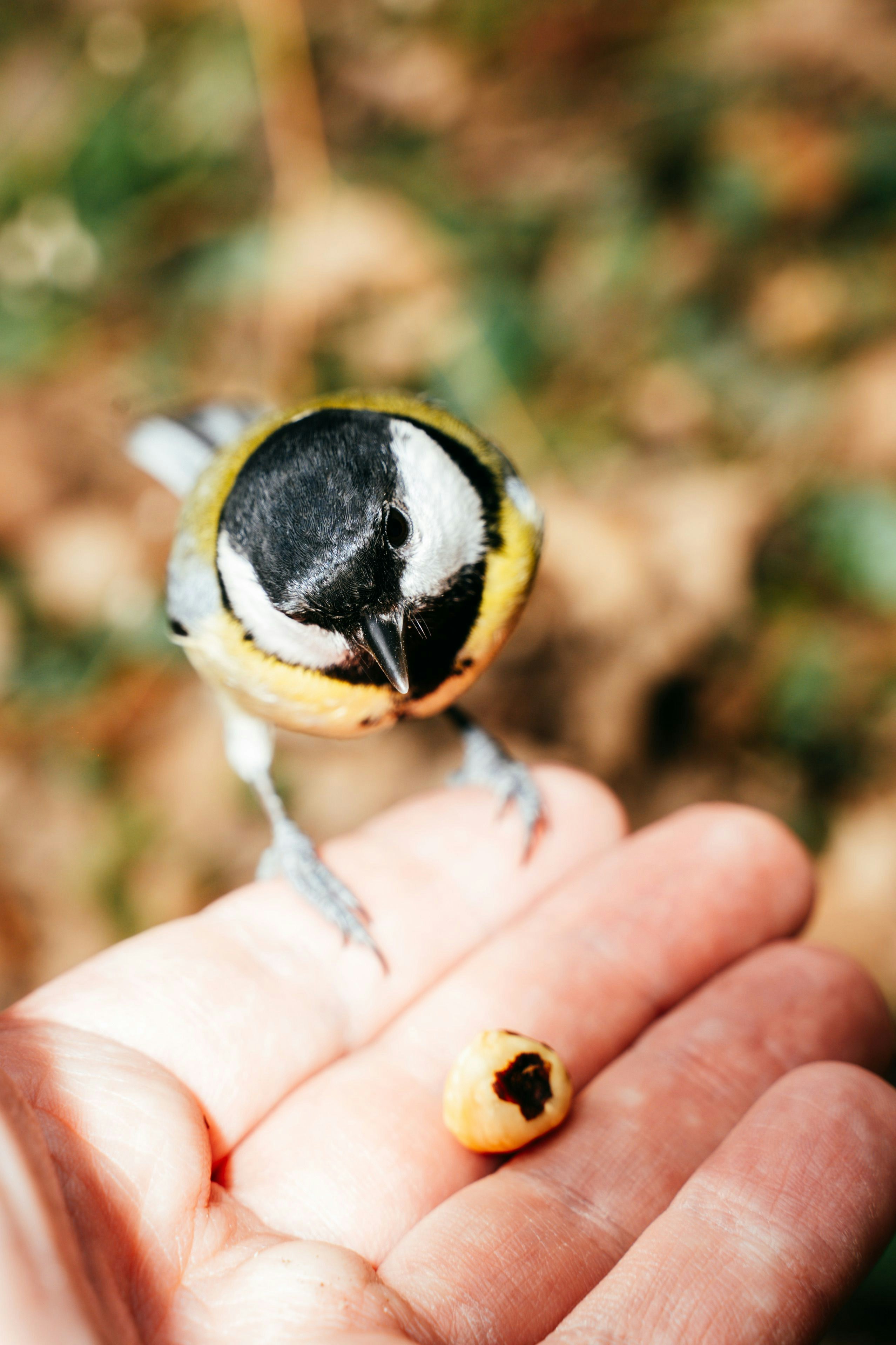 Tiny Bullfinch Reaching for a Share: A Handful of Feathery Cheer
