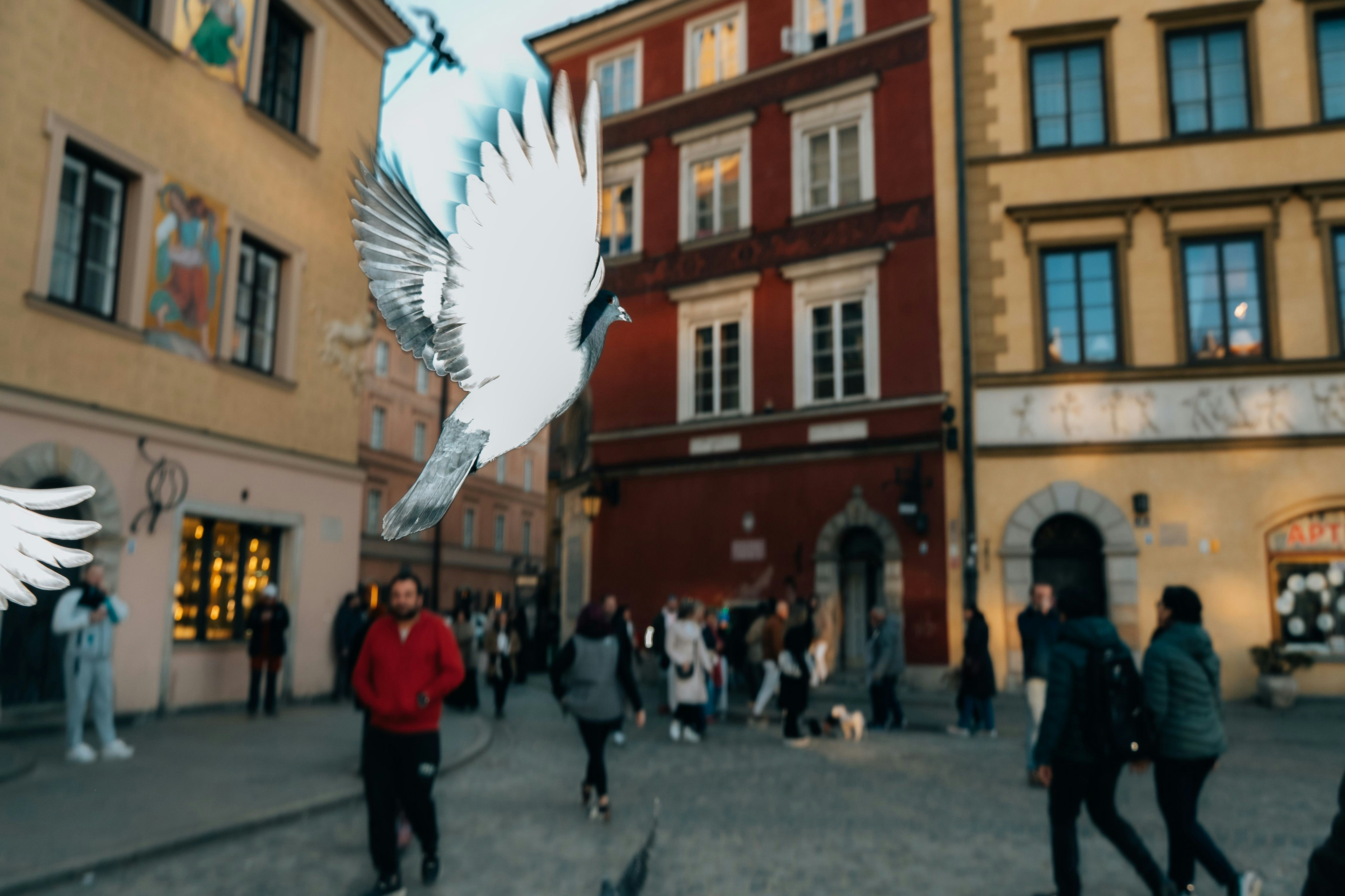 Bird in the Square: A fleeting perch above a busy European street