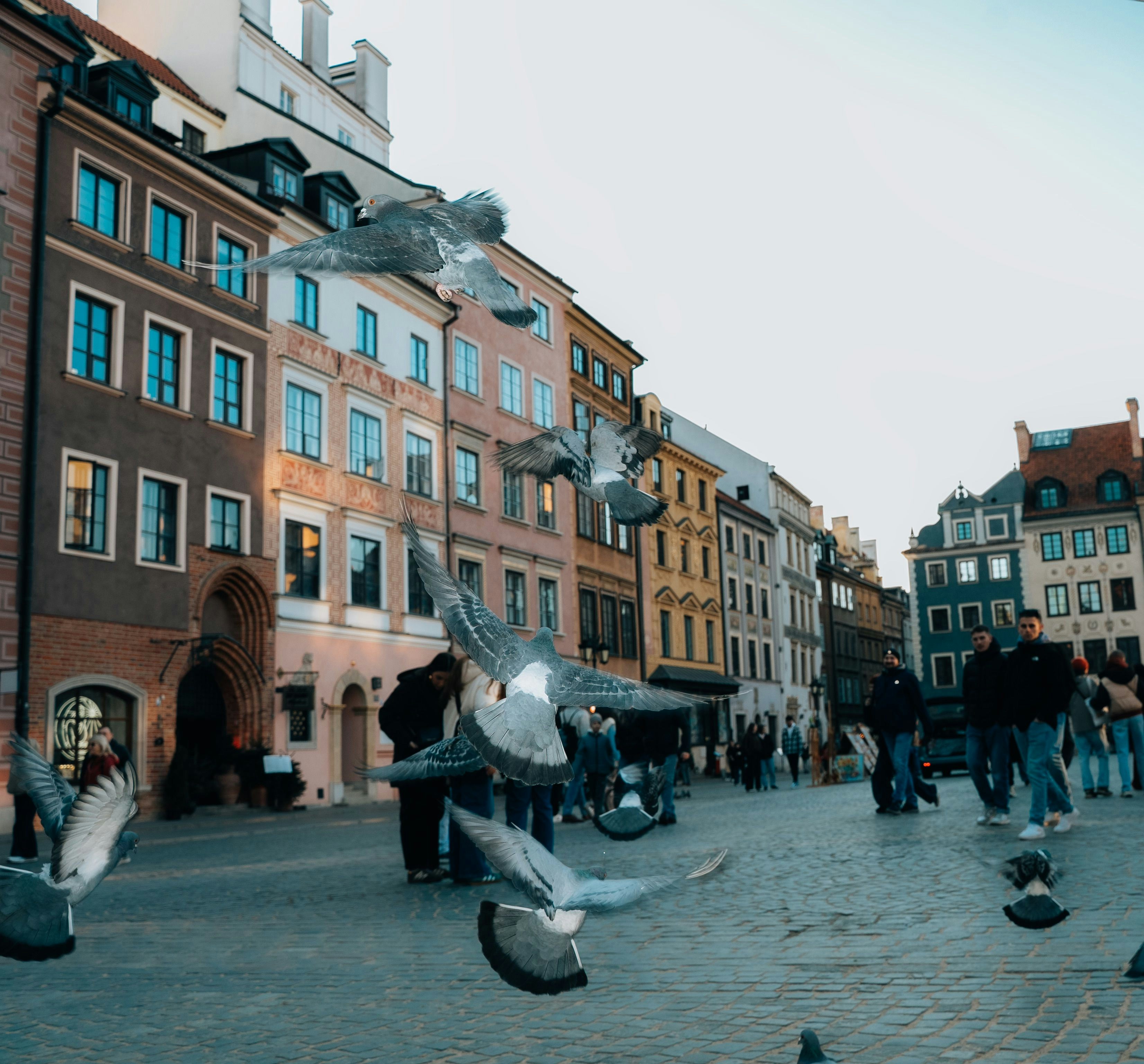 Doves Over a Cobblestone Street as Daylight Softens the Facades