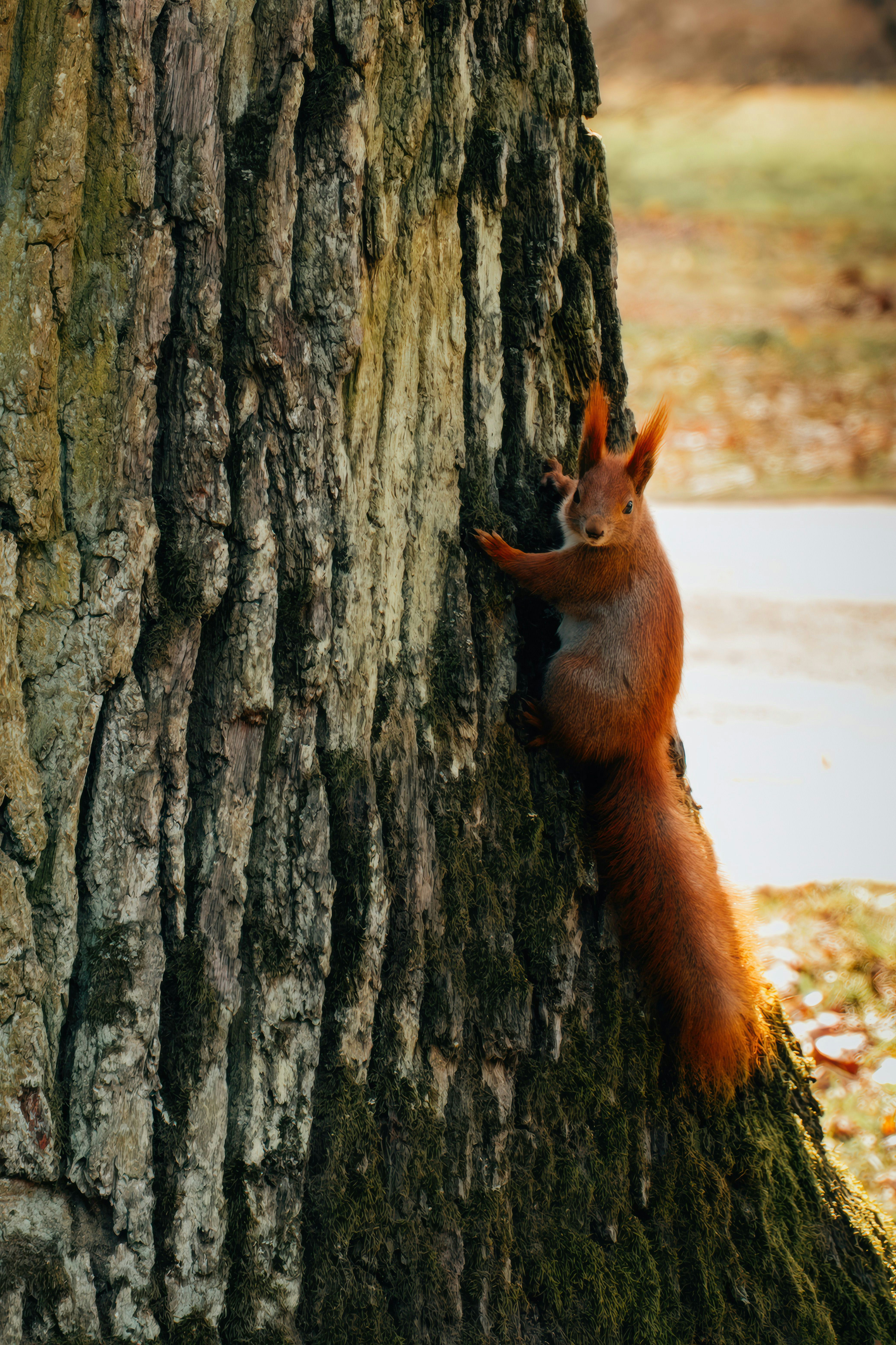 Red Squirrely Cling: A Woodland Standoff at the Bark