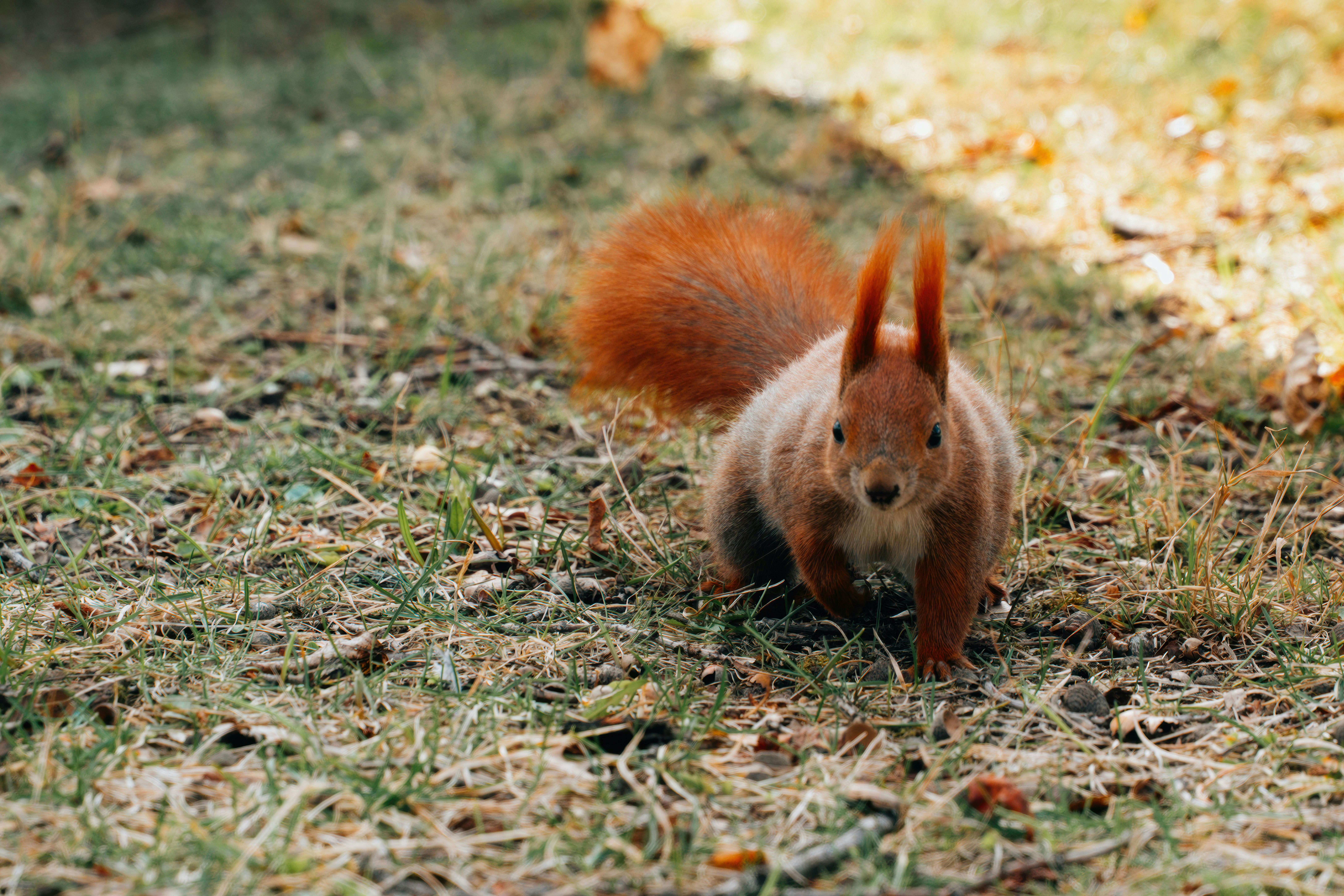Red-tailed Dash: a curious squirrel on autumn carpet