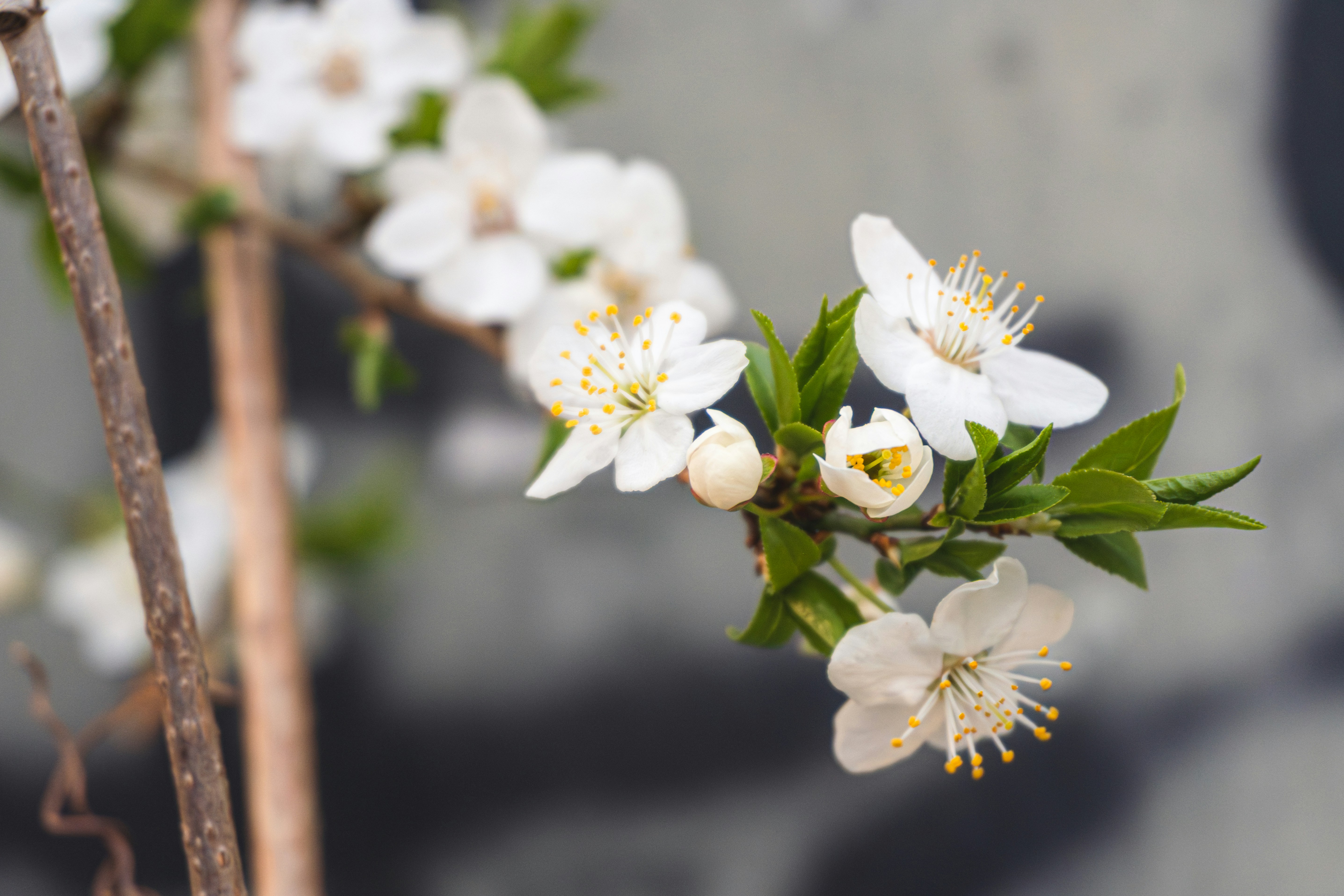 Blossoms in Focus: Close-up of White Flowers on a Branch