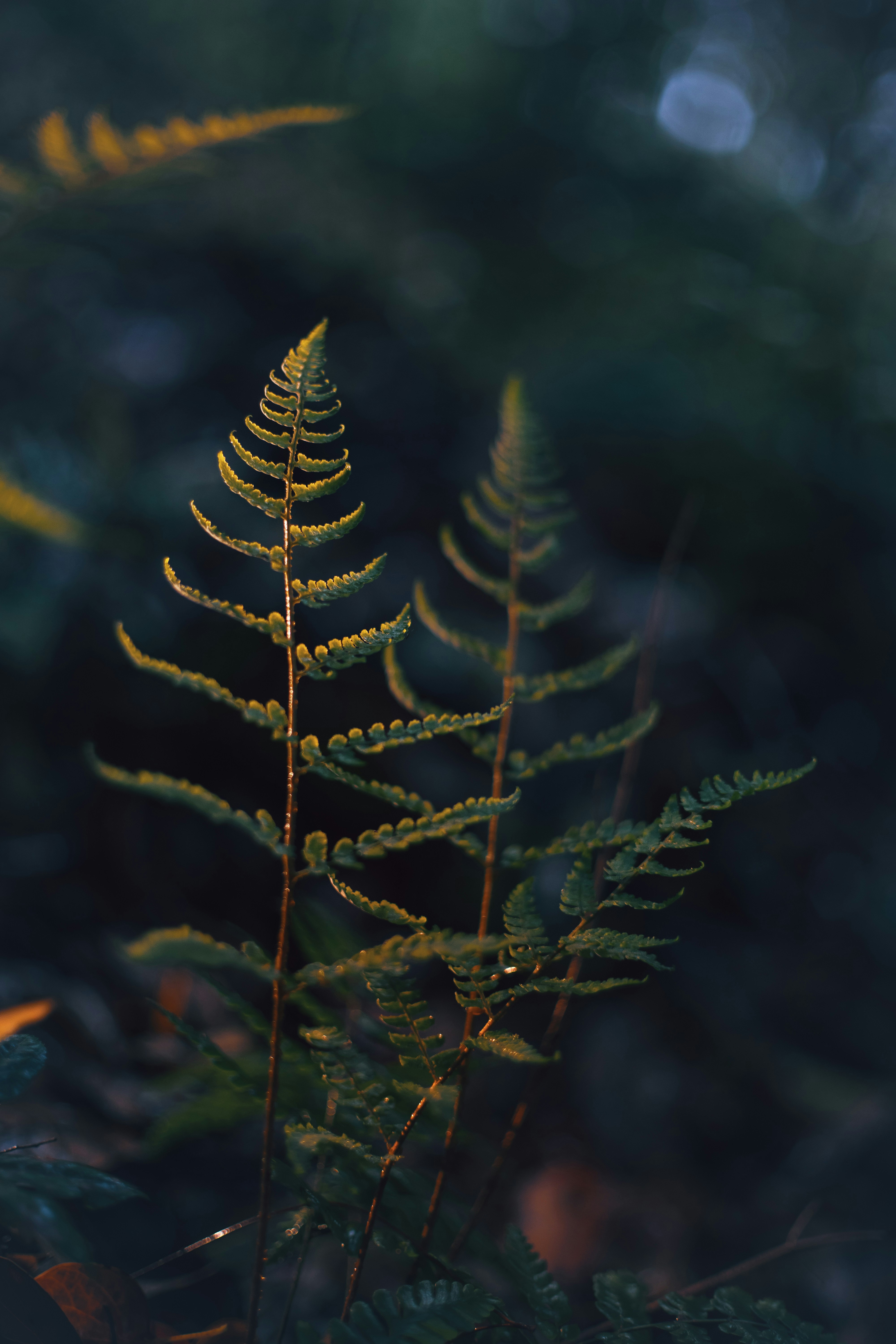 Fern in Focus: A Quiet Spotlight on Dappled Light