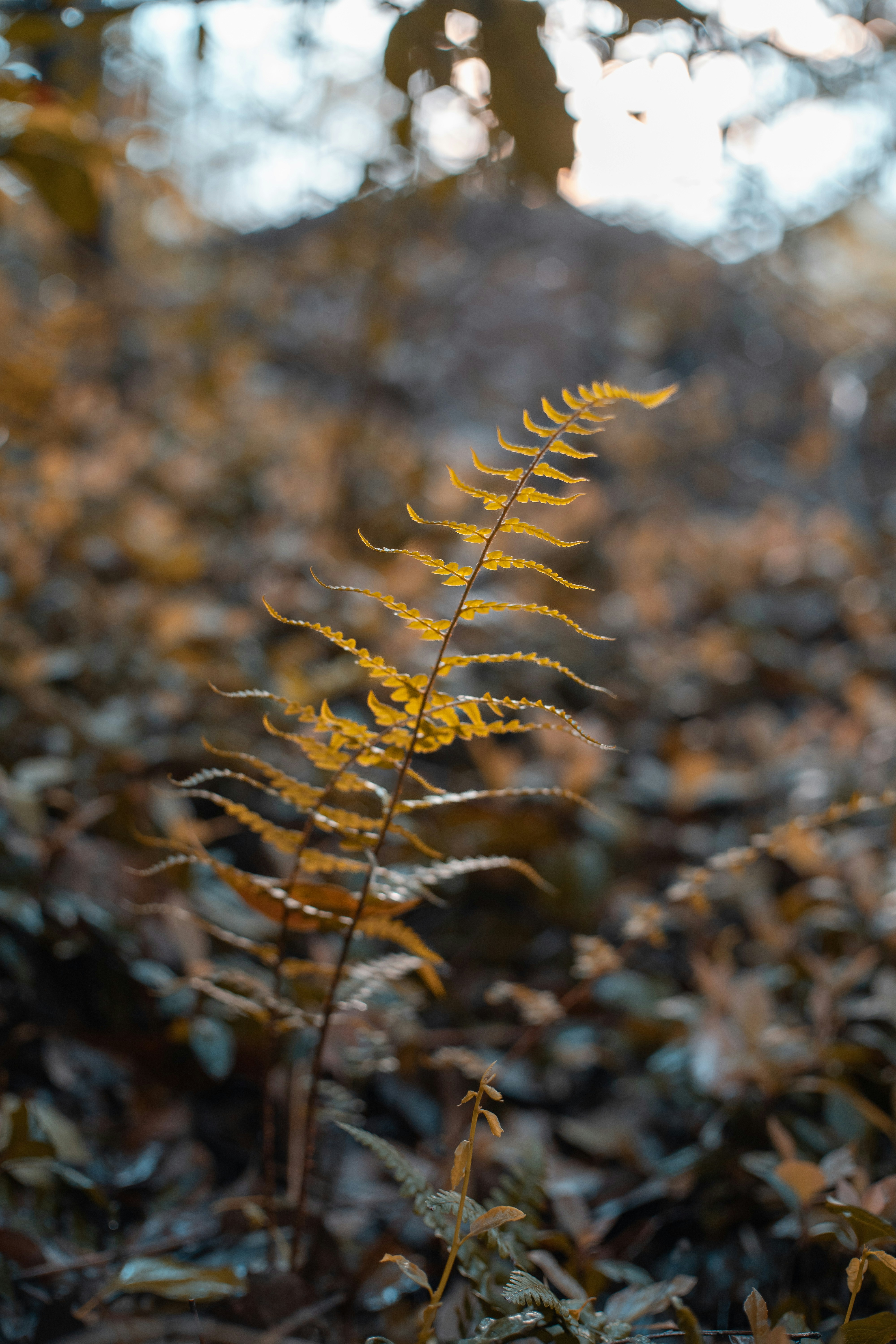Gold Fern in Warm Backlit Autumn