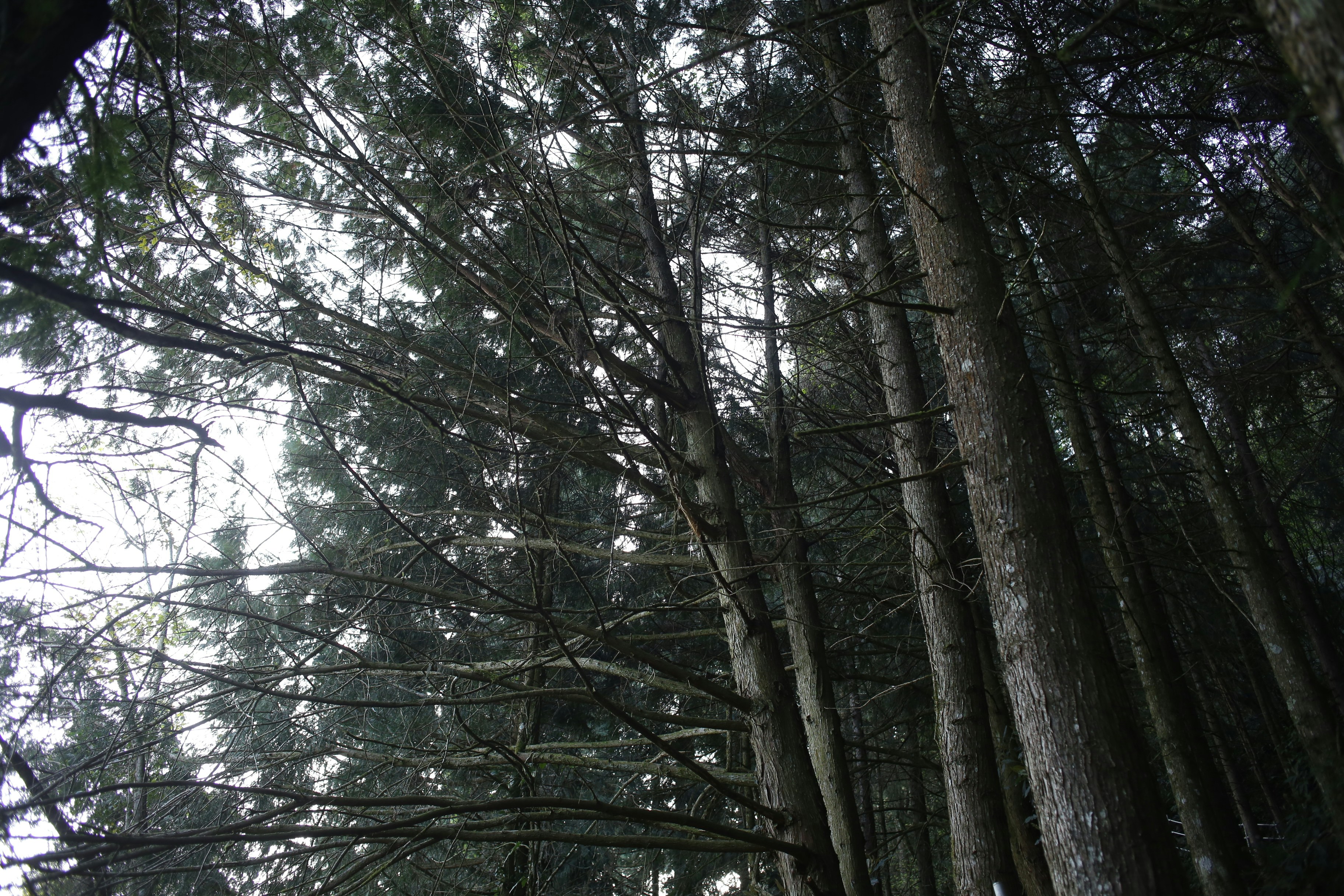 Forest Ceiling: Tall Pines Reach Toward a Narrow Sky