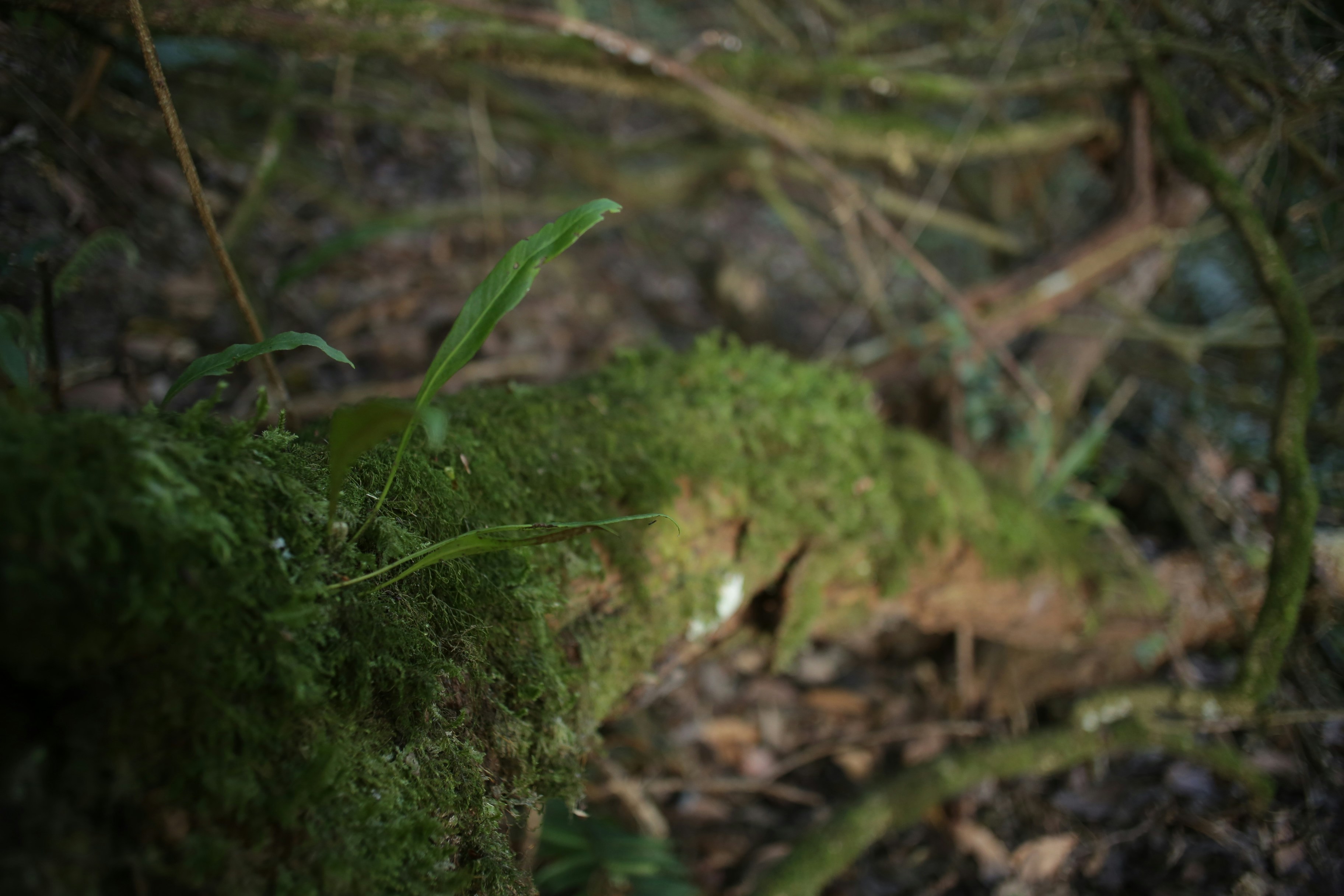 Moss-Cedared Edge: A Quiet Forest Floor Close-Up