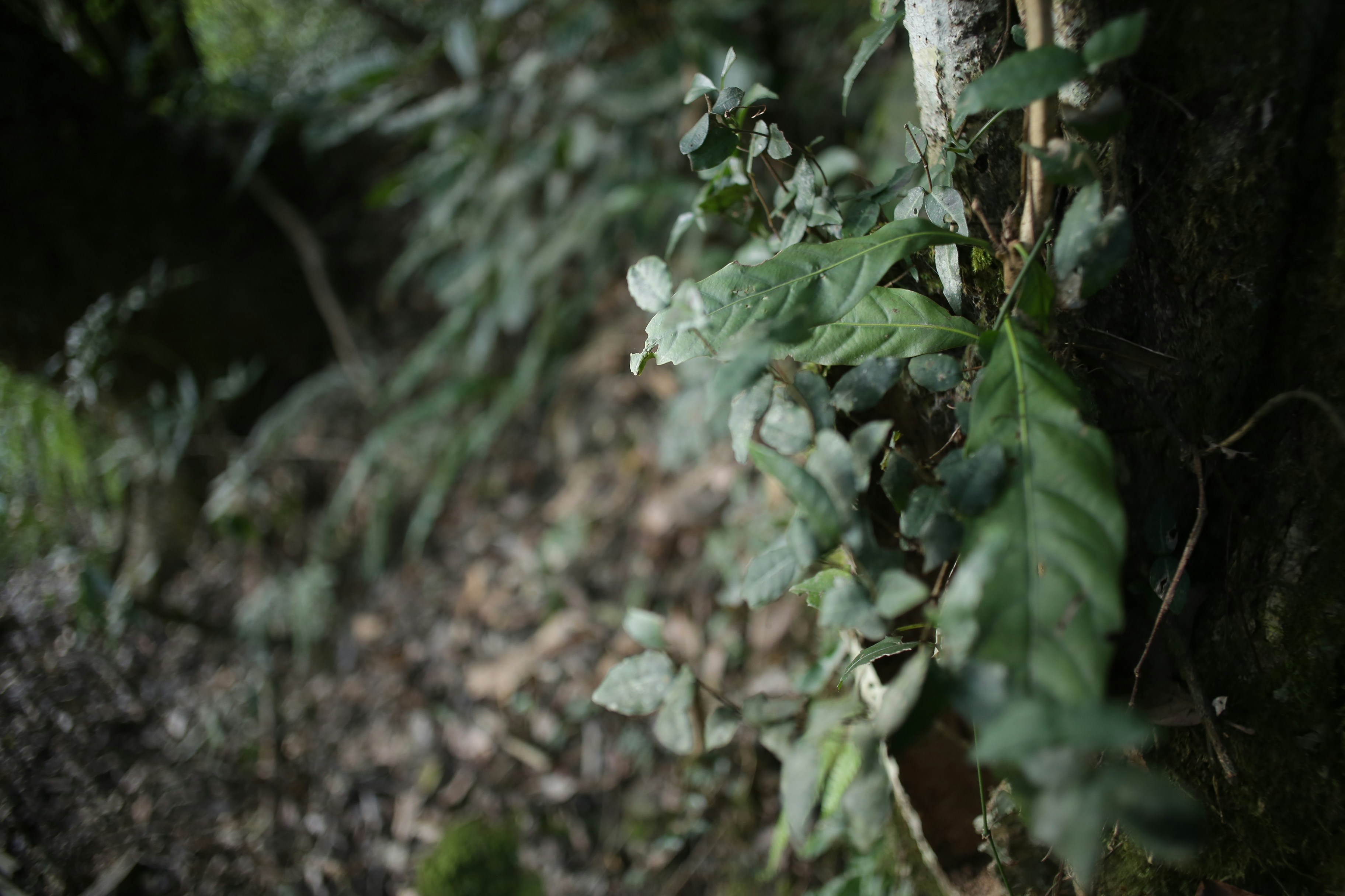 Vines at the Edge: Quiet Green Corridor