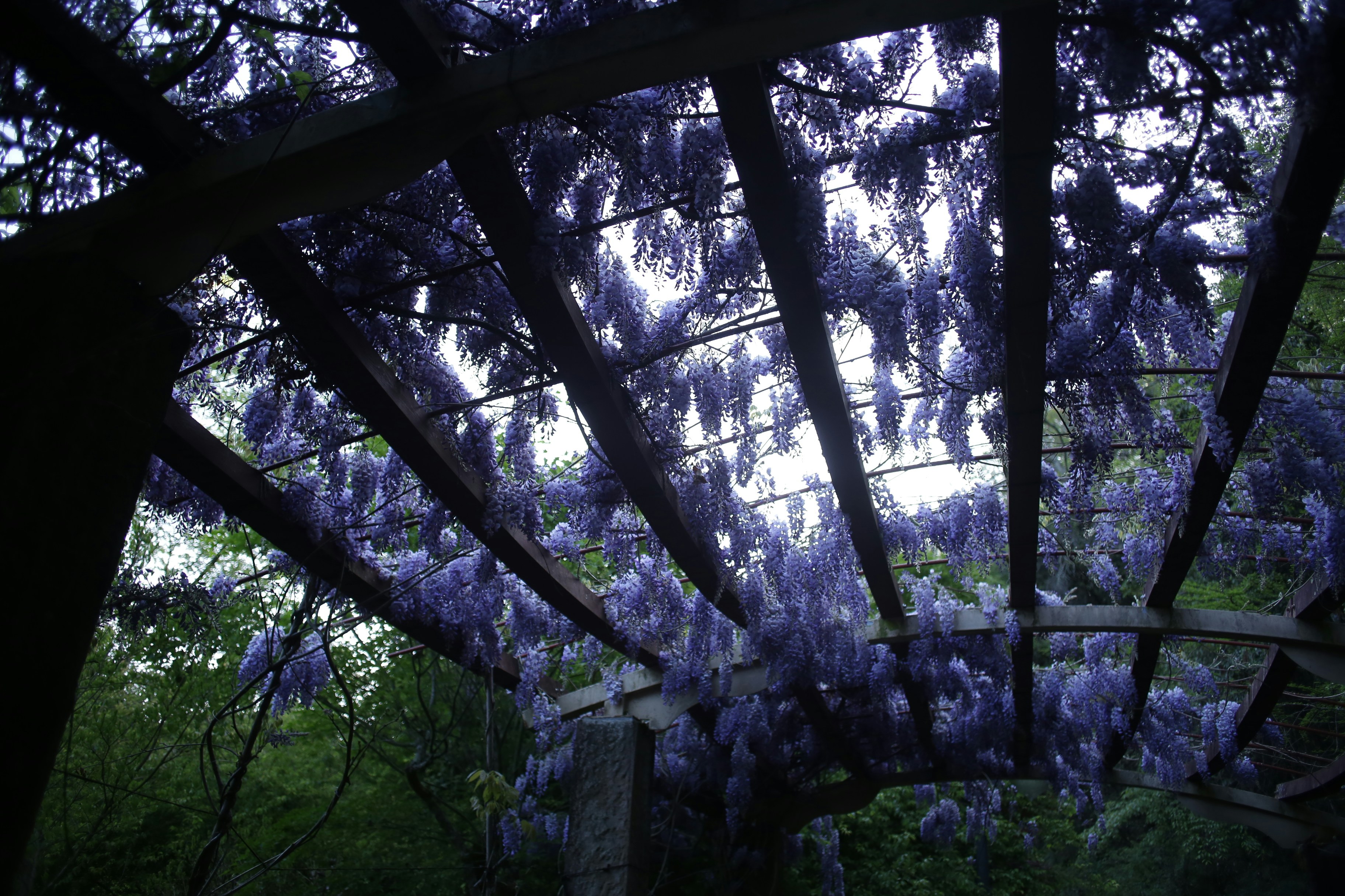 Wisteria Canopy Beneath a Wooden Arbor