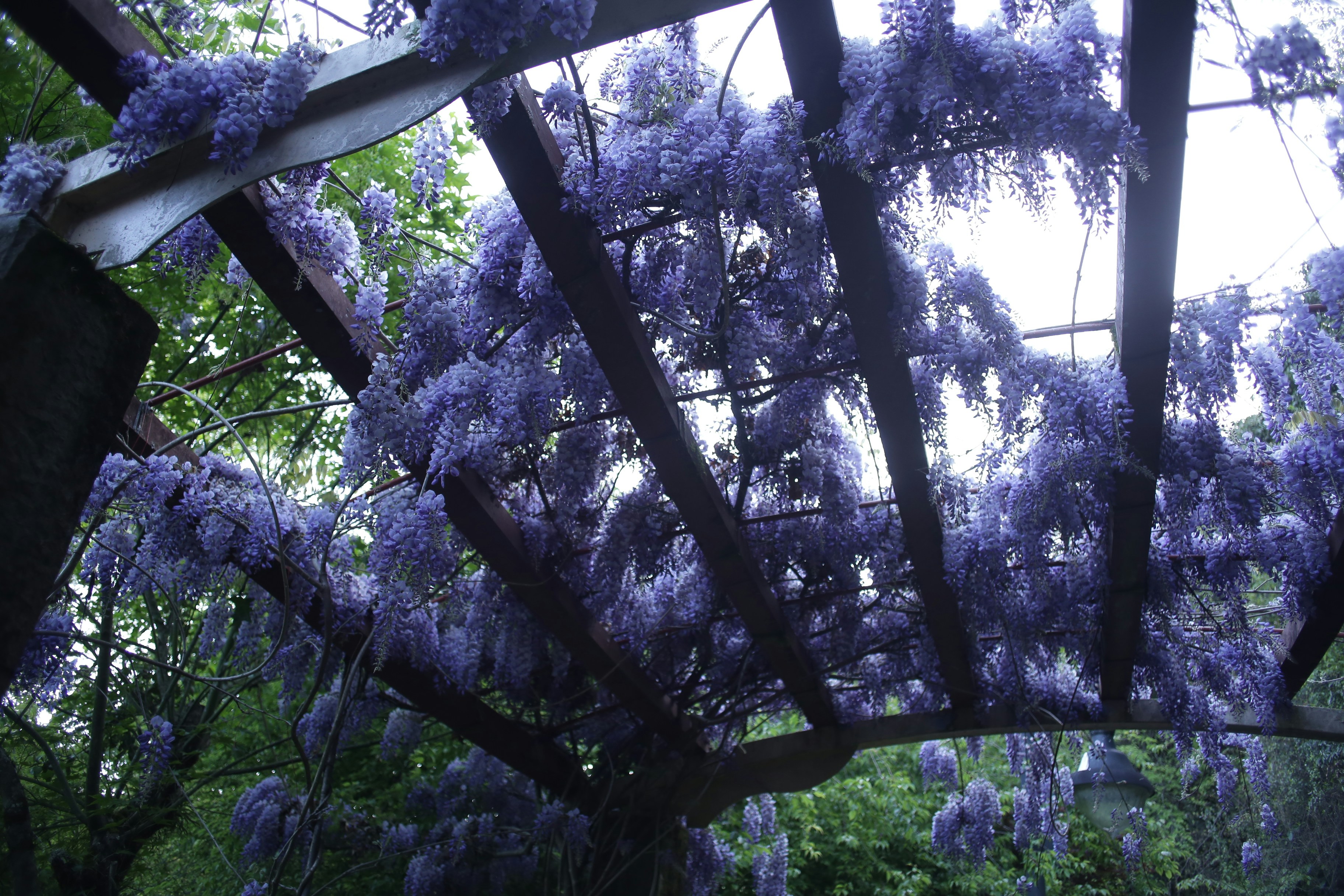 Wisteria Canopy Under Painted Pergola