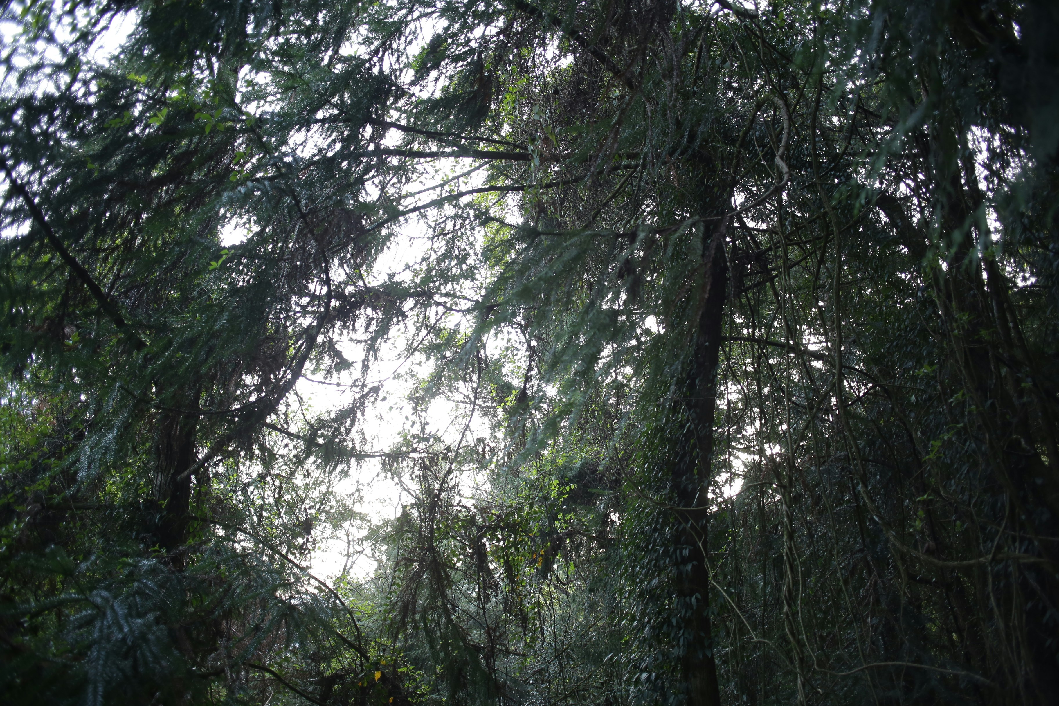 Sunlit Canopy Pierces Through Dense Pines