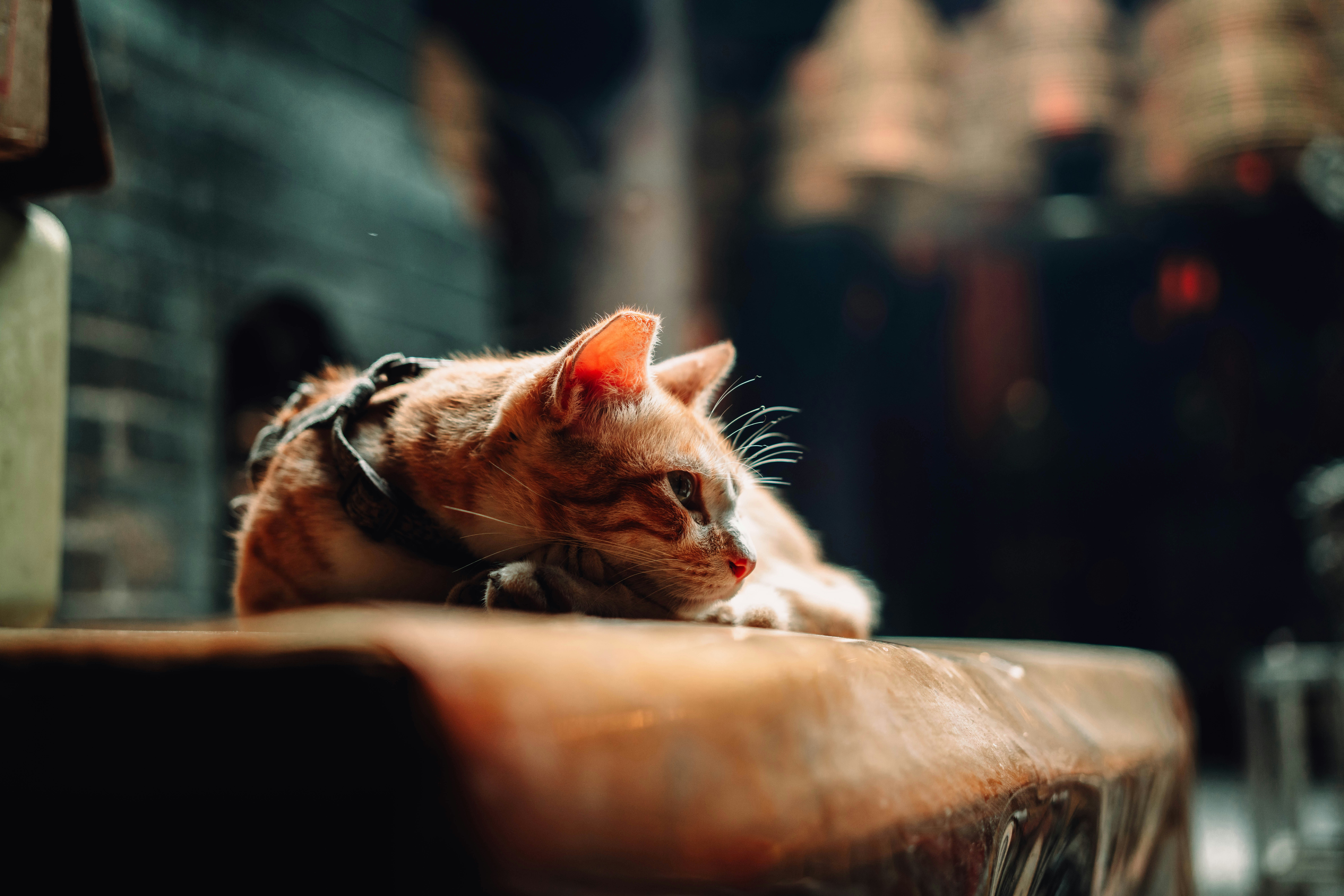 Cat at Rest on a Sunlit Wooden Edge