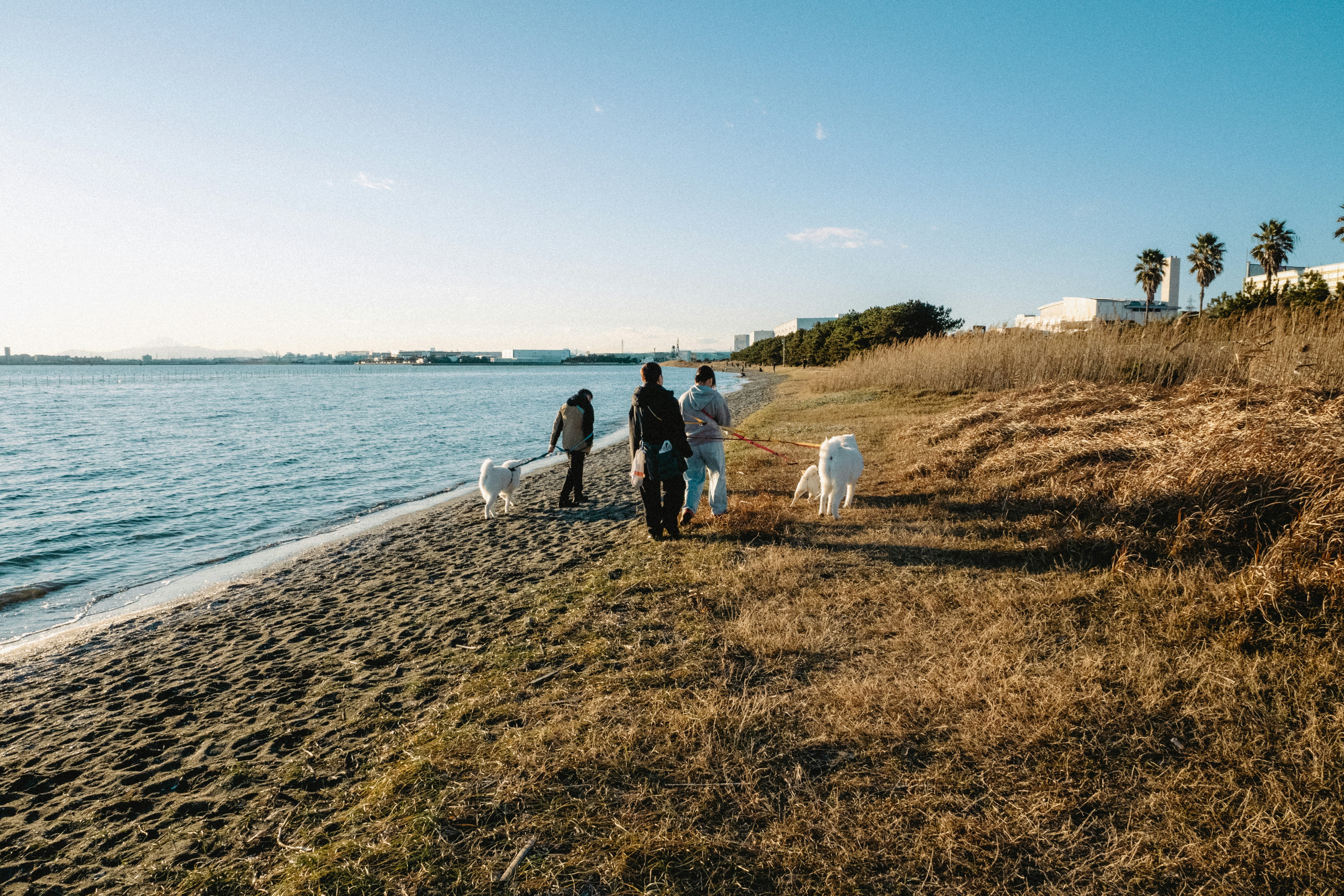 Coastal Stroll: a family and dogs along a sunlit shoreline