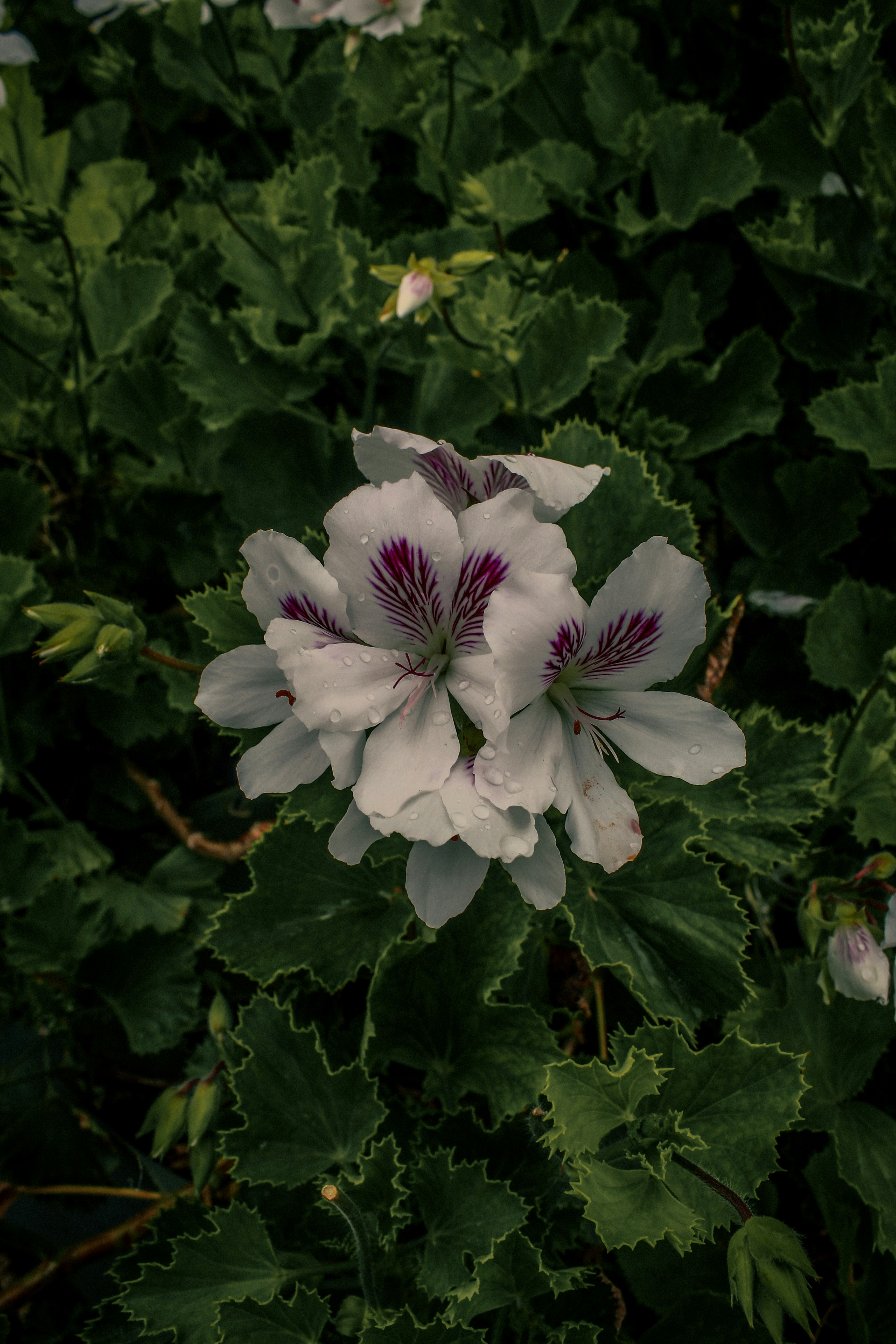 White Petals with Purple Veins Centered Among Textured Green Foliage