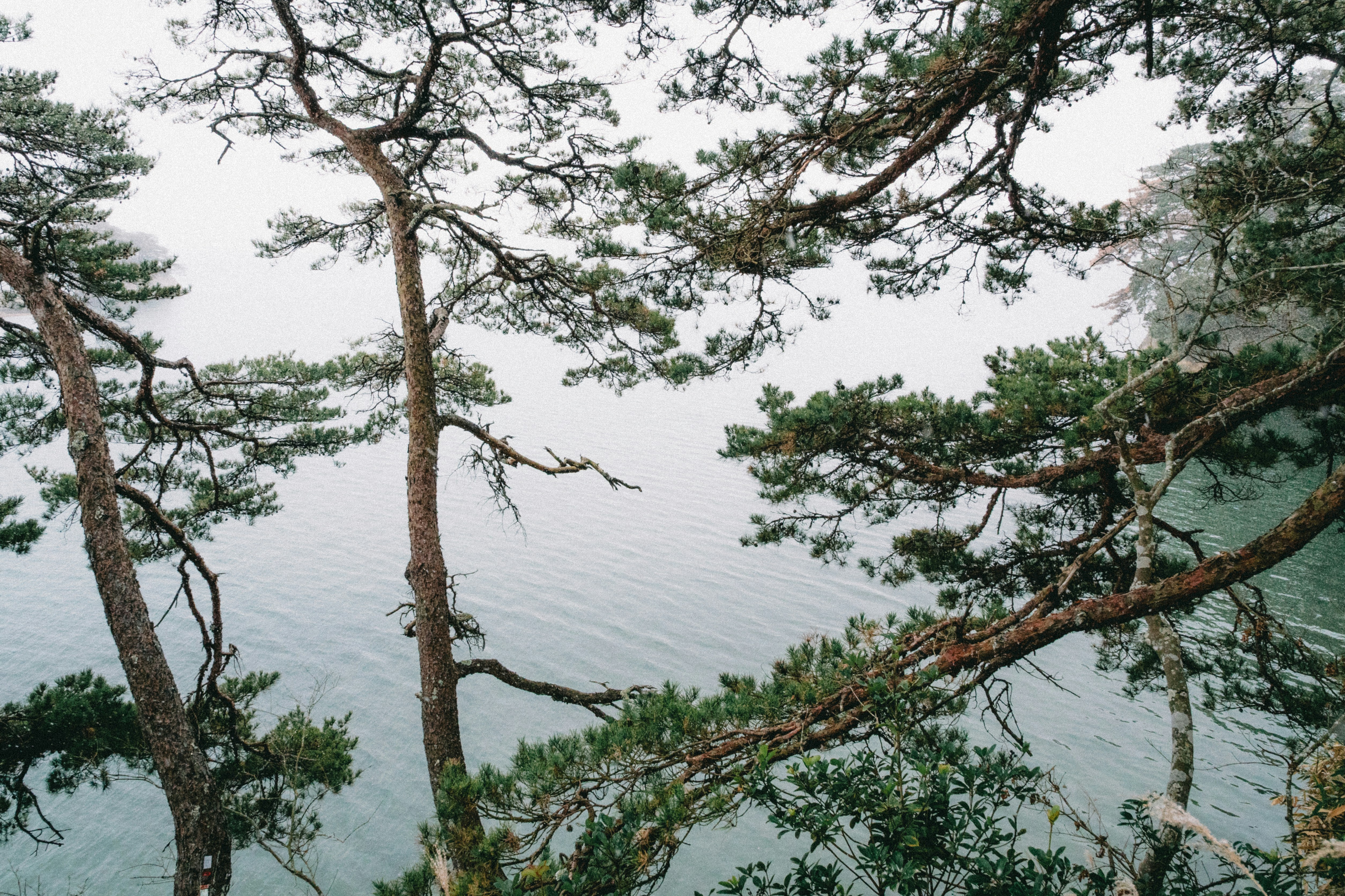 Branches Reaching Over Quiet Blue-Green Sea