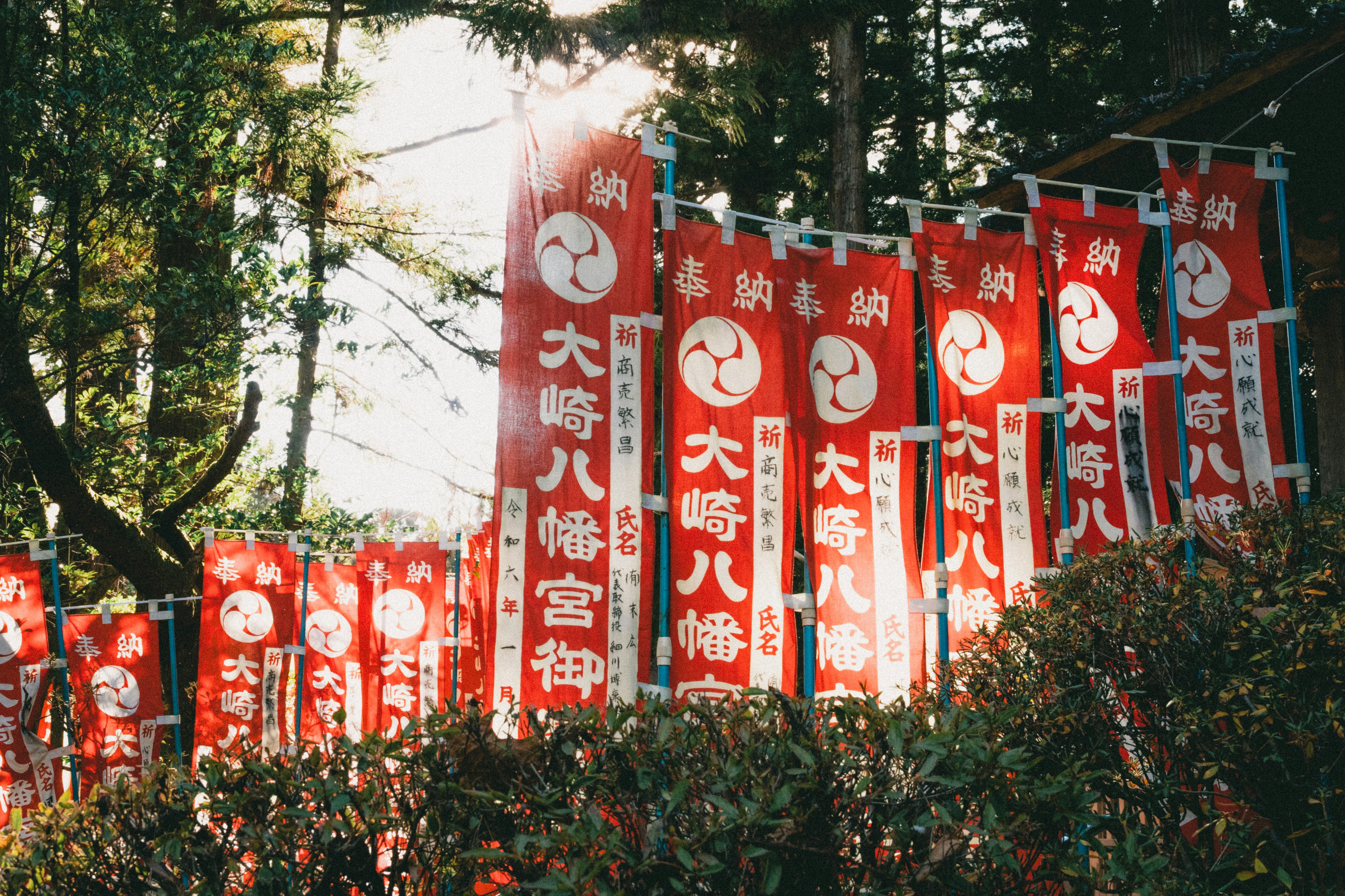 Crimson Shrine Flags in Morning Light