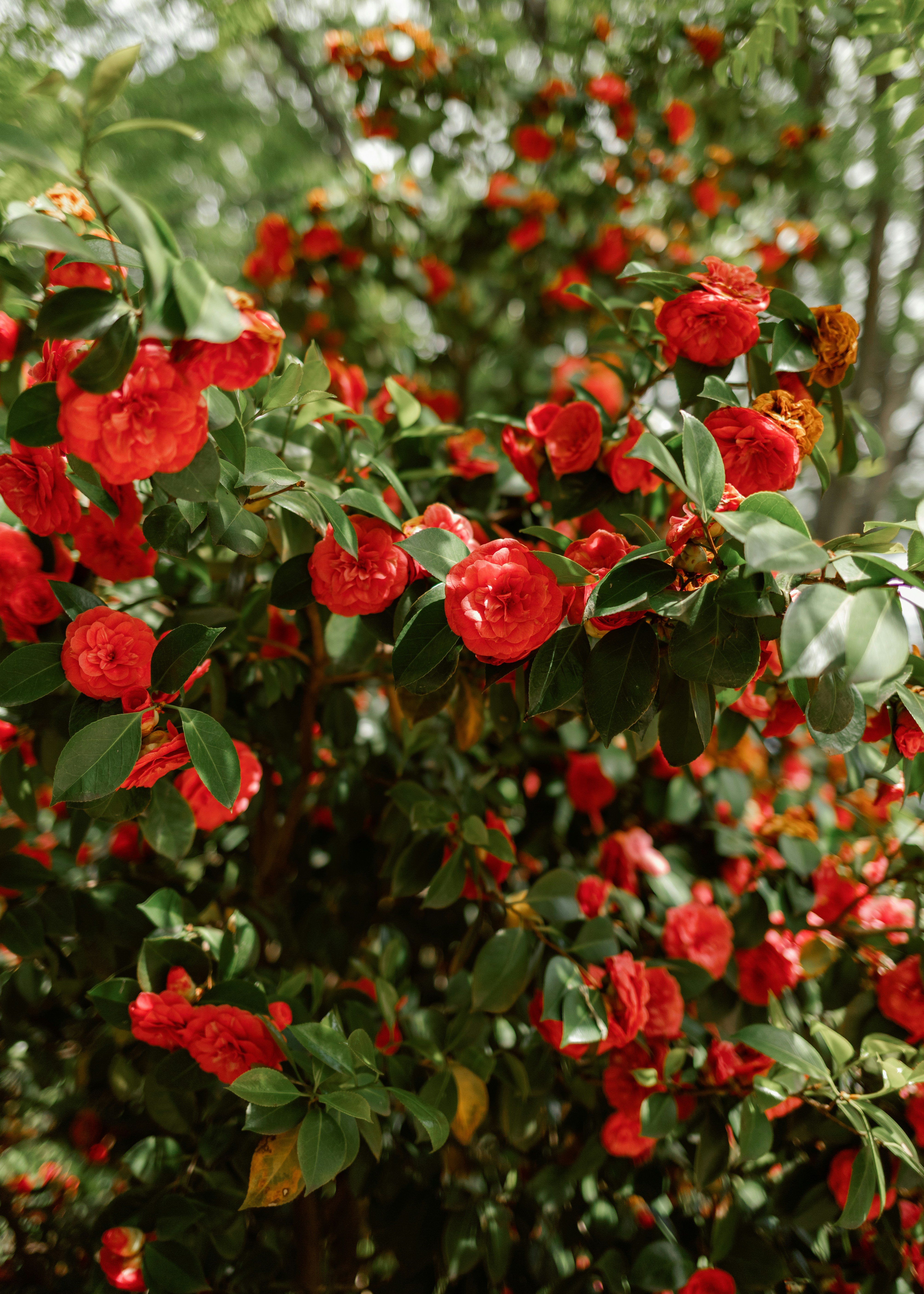 Scarlet Camellias in a Sunlit Foliage Tangle