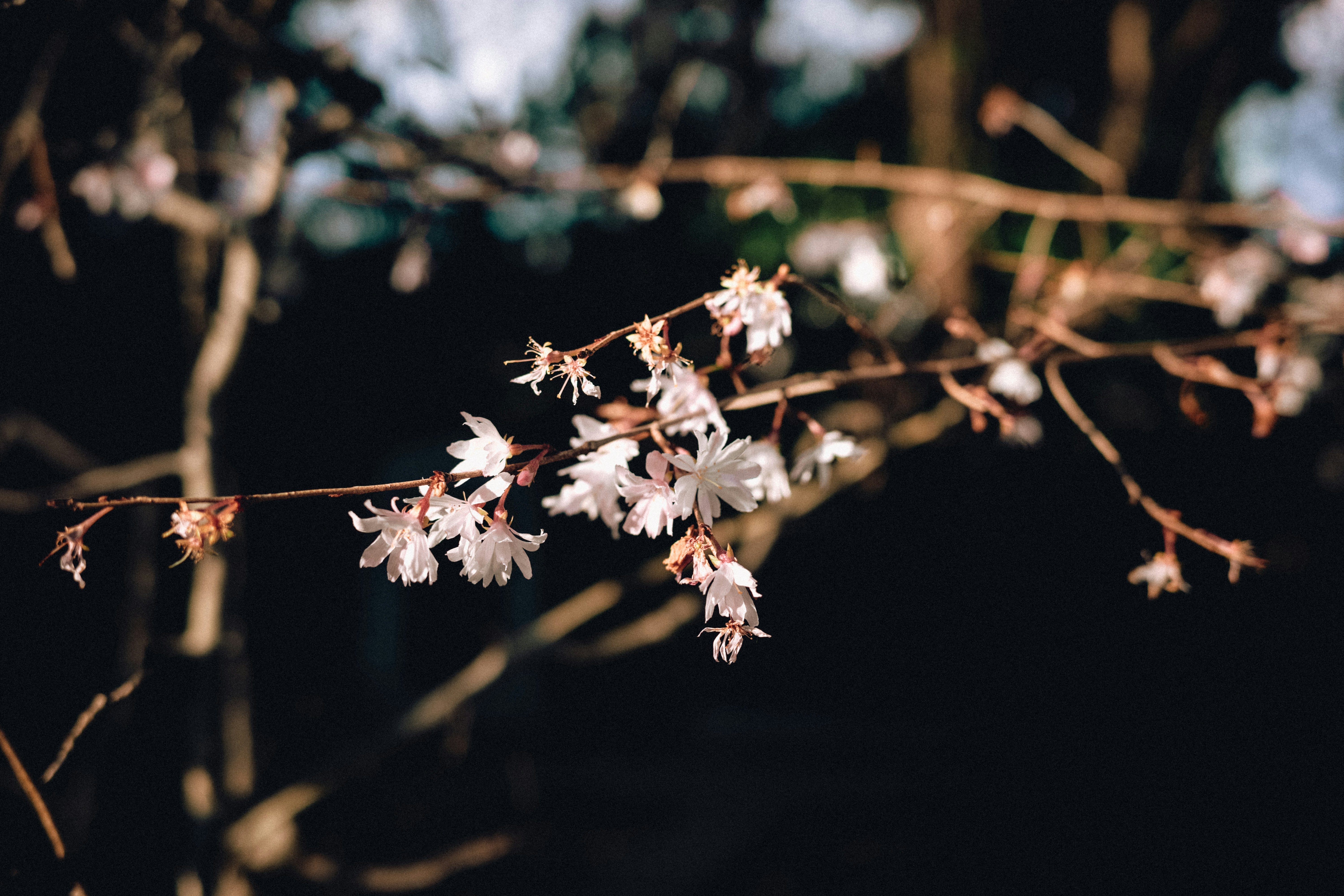 Petals in the Dark: Delicate Cherry Blossom in a Night Portrait